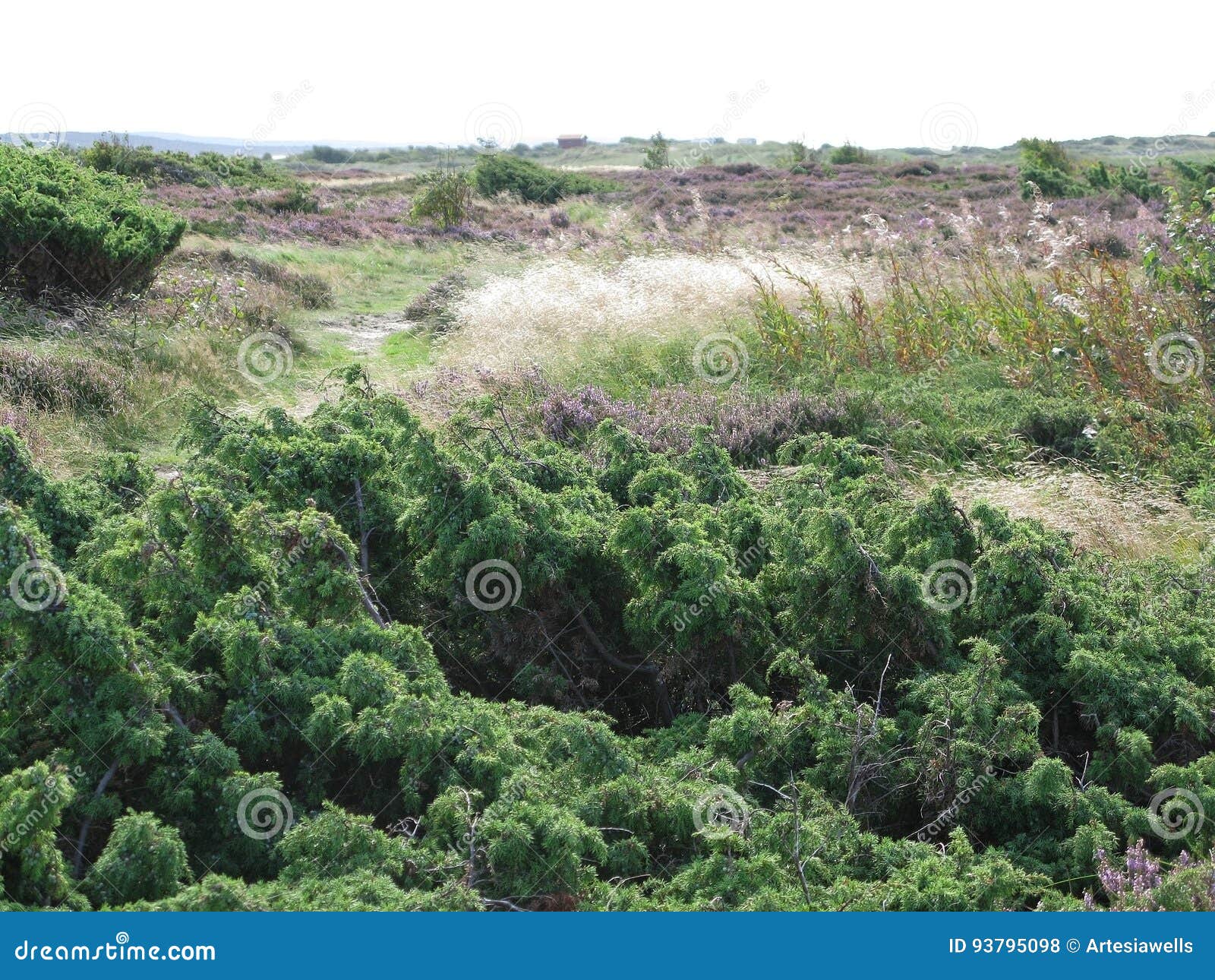 Paisagem Natural Da Charneca Foto de Stock - Imagem de nuvem, litoral ...