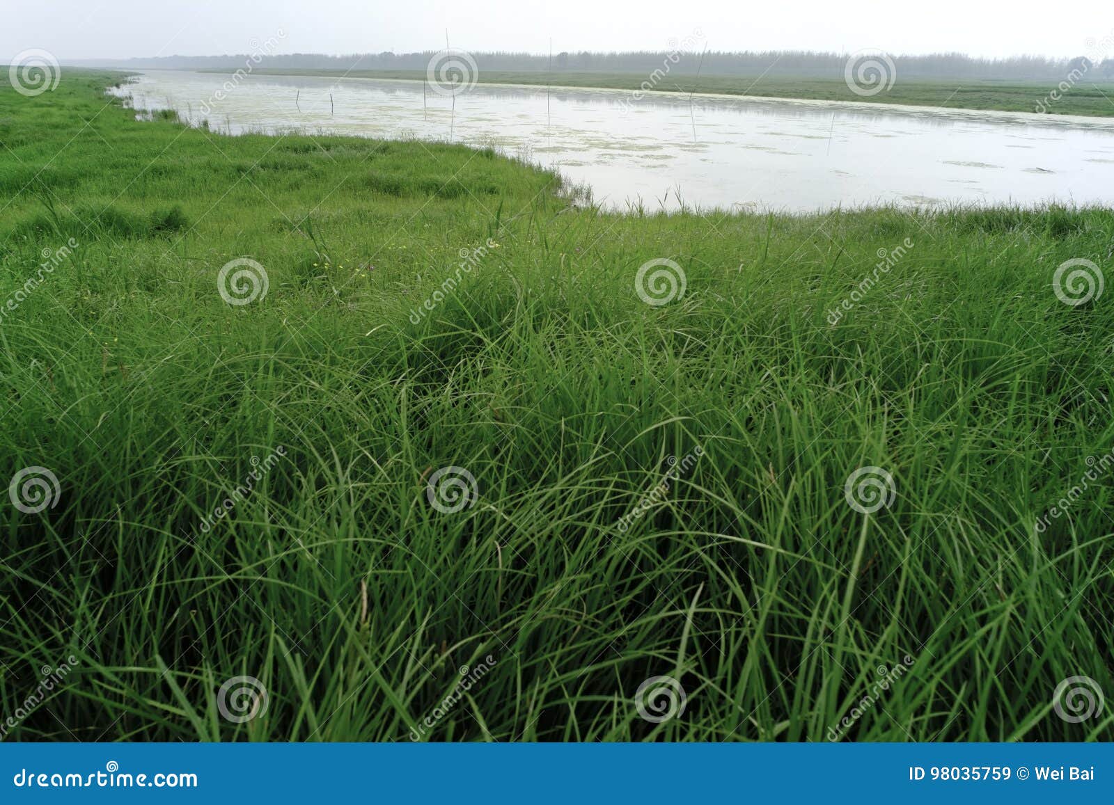Paisagem: Pastos E Rios De HNatural Imagem de Stock - Imagem de pasto ...