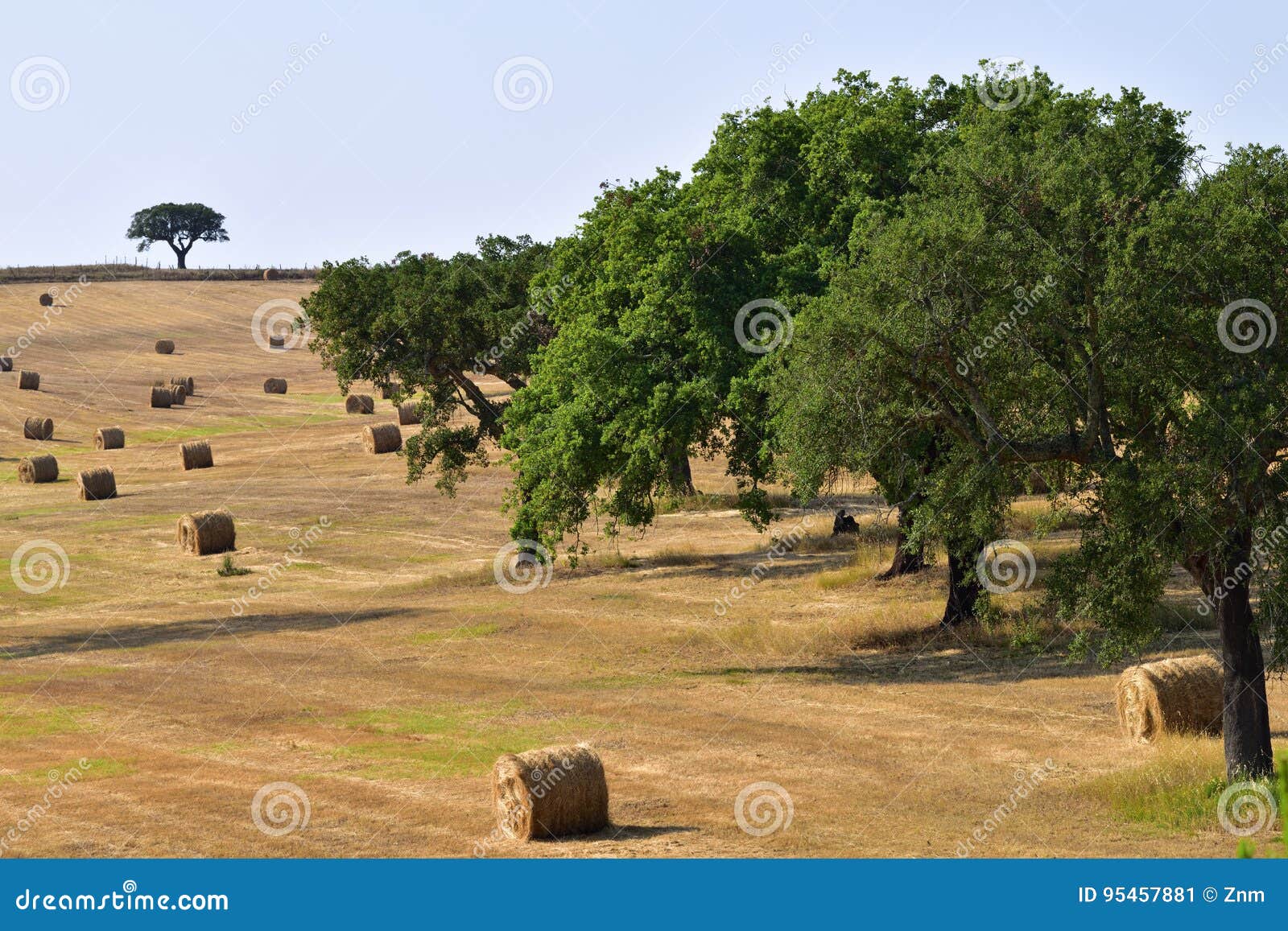 Paisagem rural, Portugal imagem de stock. Imagem de colheita - 95457881
