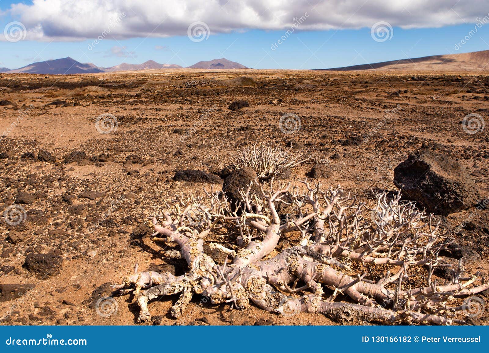 Paisagem Seca E Rochosa Do Deserto Com Planta Carnuda Foto de Stock ...
