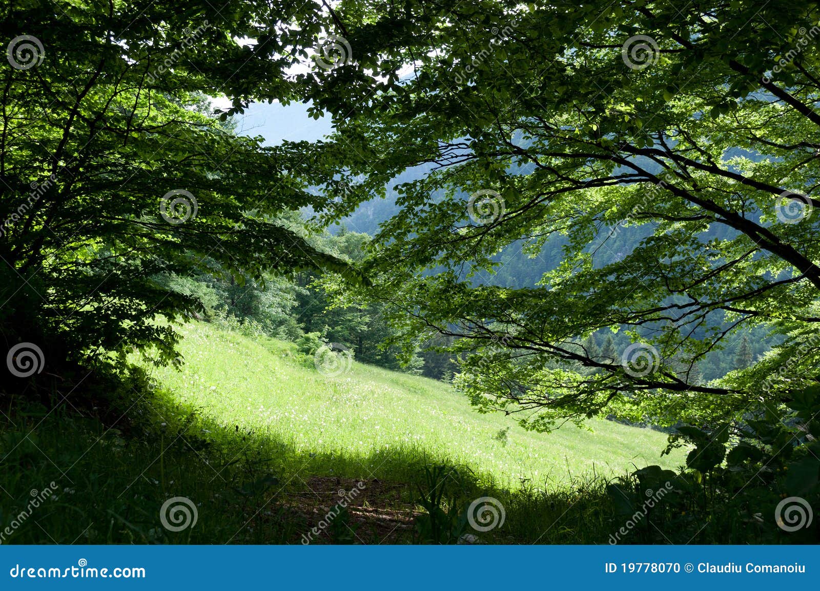 Paisagem verde da floresta foto de stock. Imagem de verde - 19778070