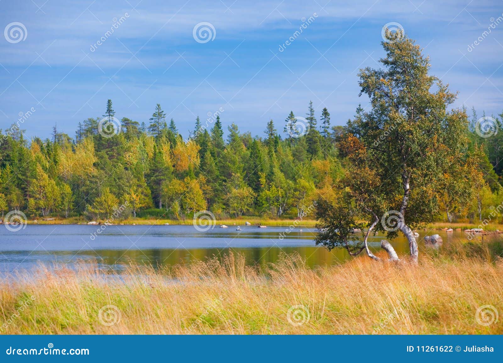 Paisaje asoleado foto de archivo. Imagen de piceas, paisaje - 11261622