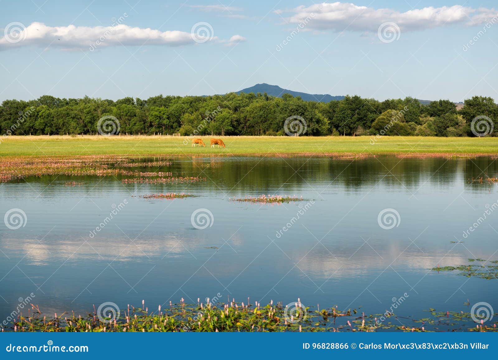 Paisaje Con El Lago Y El Pasto Foto de archivo - Imagen de vacas, cielo ...