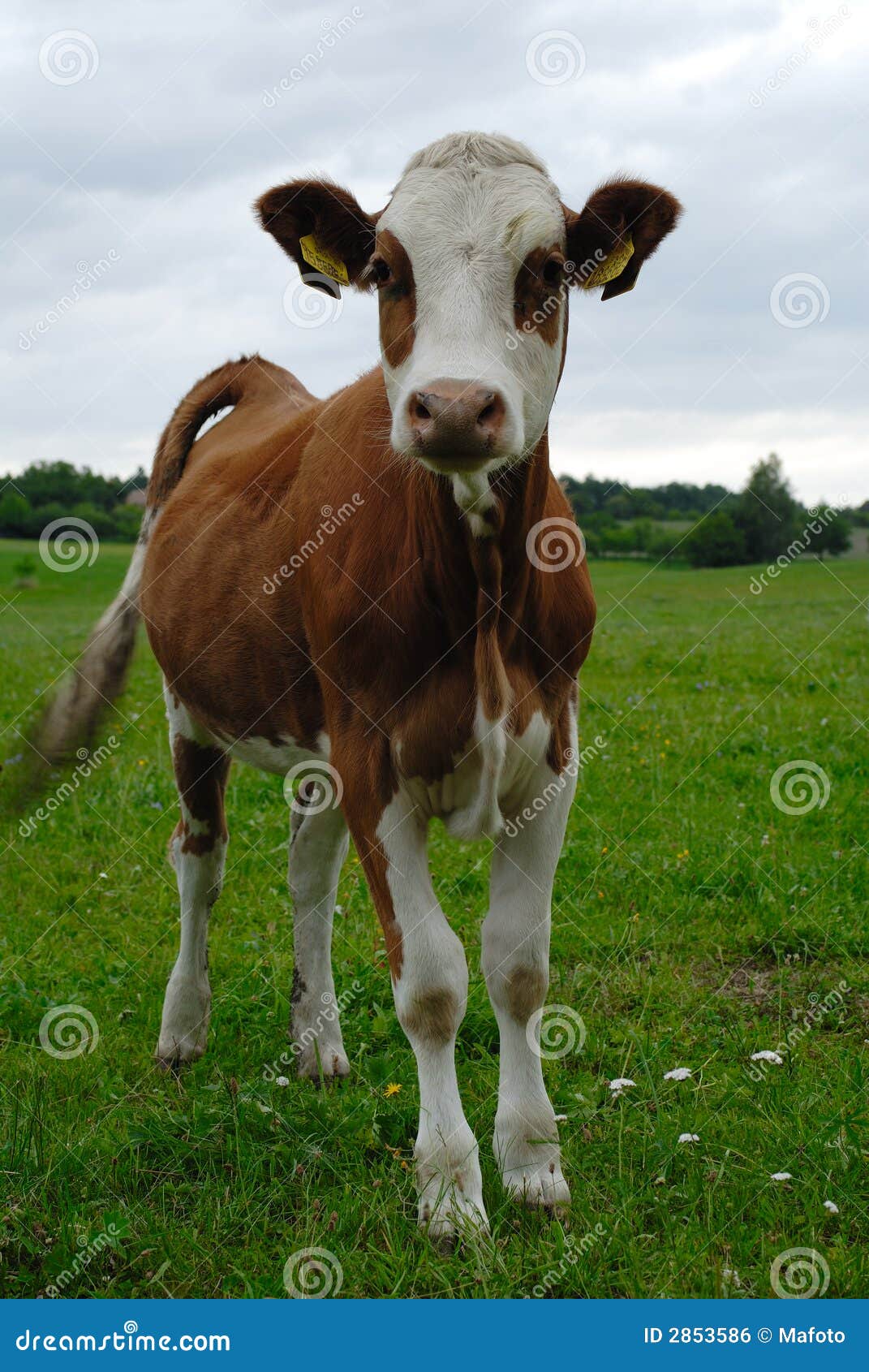 Paisaje con la vaca foto de archivo. Imagen de pastoreo - 2853586