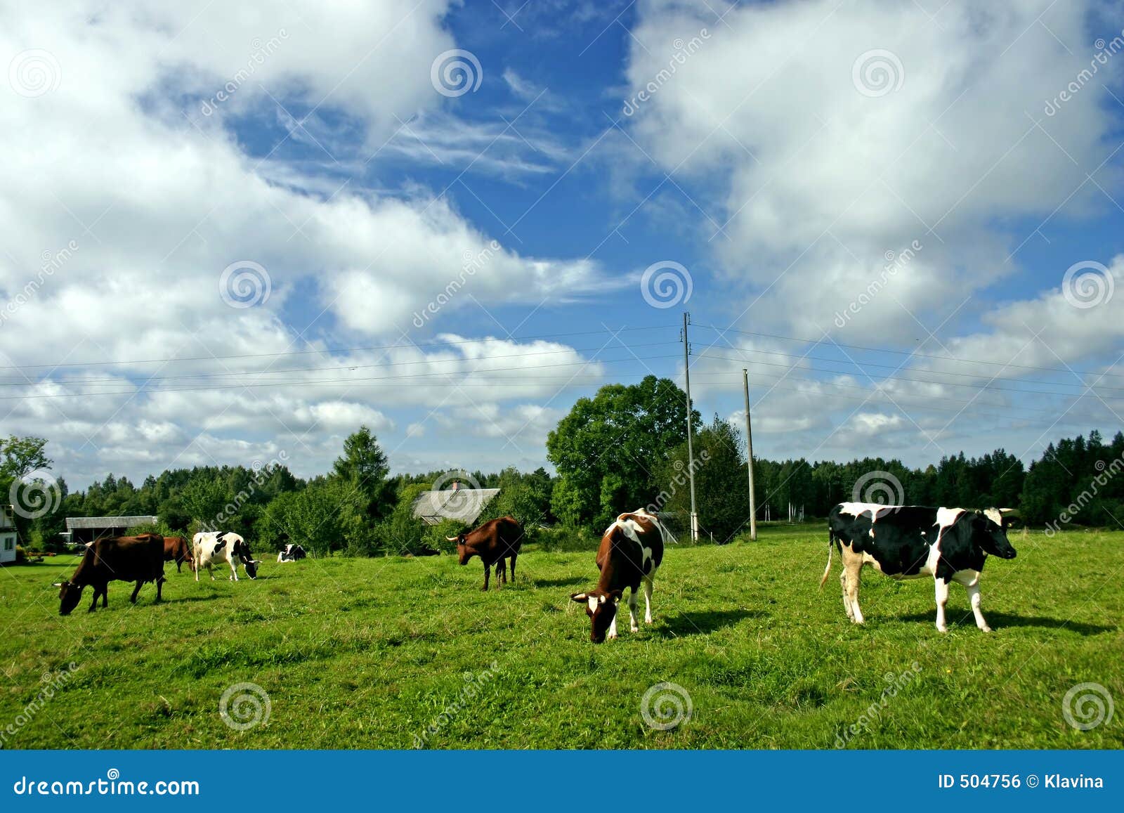 Paisaje con las vacas foto de archivo. Imagen de agricultura - 504756
