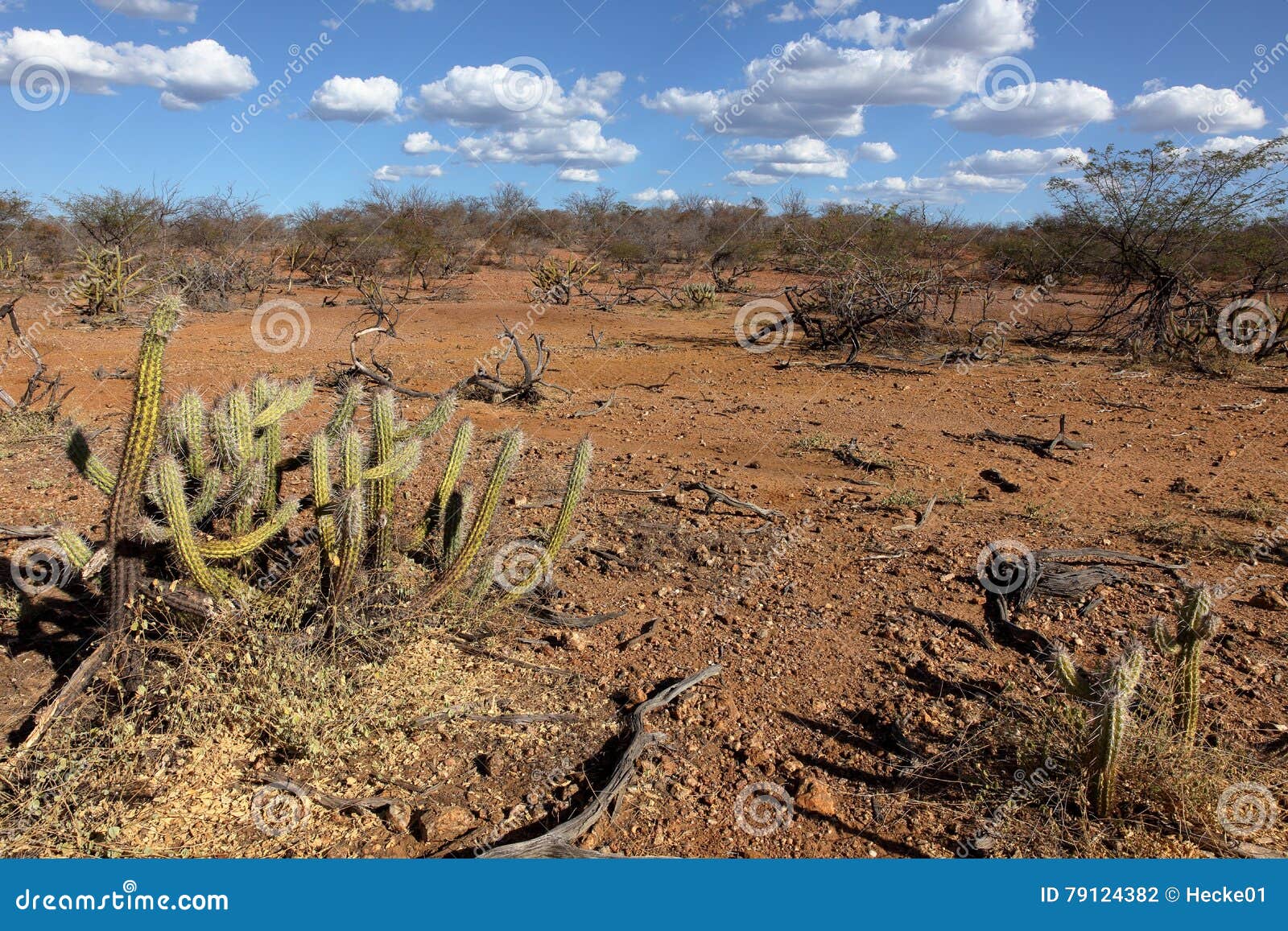 Paisaje De Caatinga En El Brasil Foto de archivo - Imagen de estepa ...