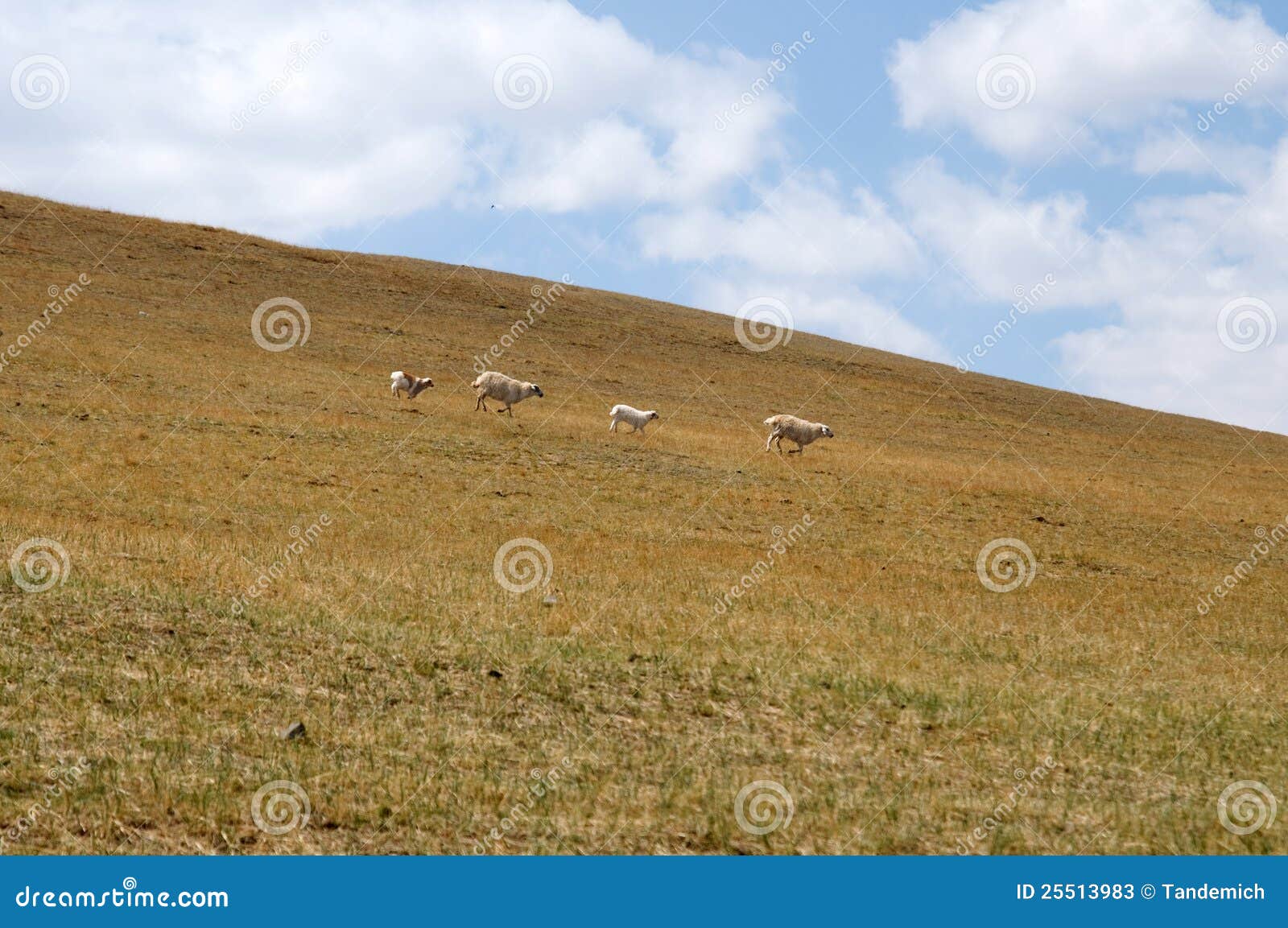 Paisaje de la estepa imagen de archivo. Imagen de nube - 25513983