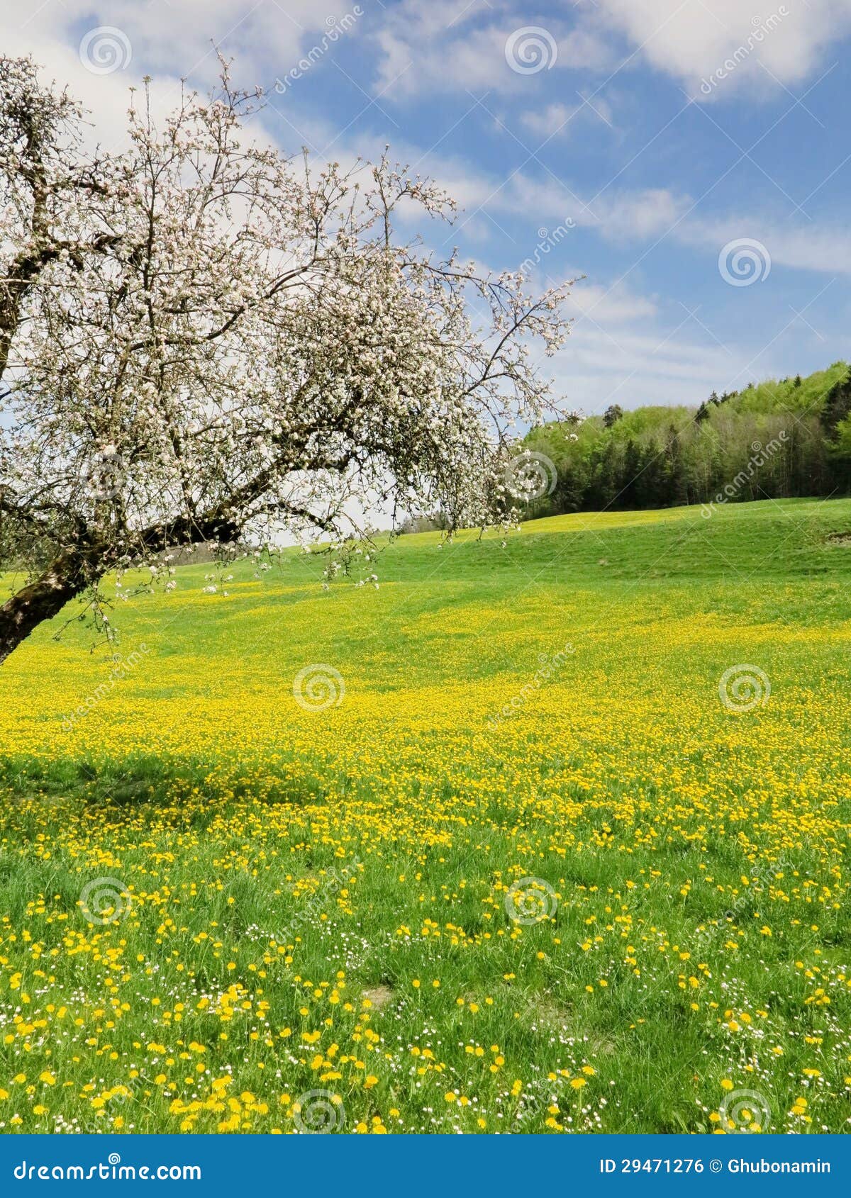 Paisaje de la primavera foto de archivo. Imagen de claro - 29471276