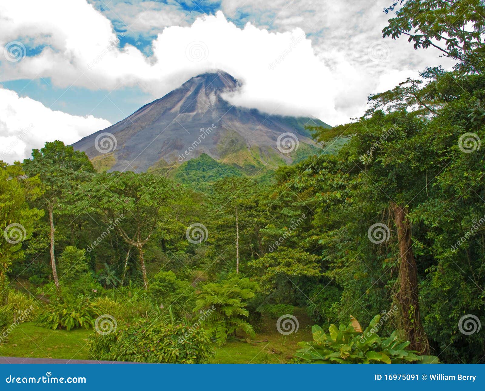 Paisaje de la selva imagen de archivo. Imagen de selva - 16975091
