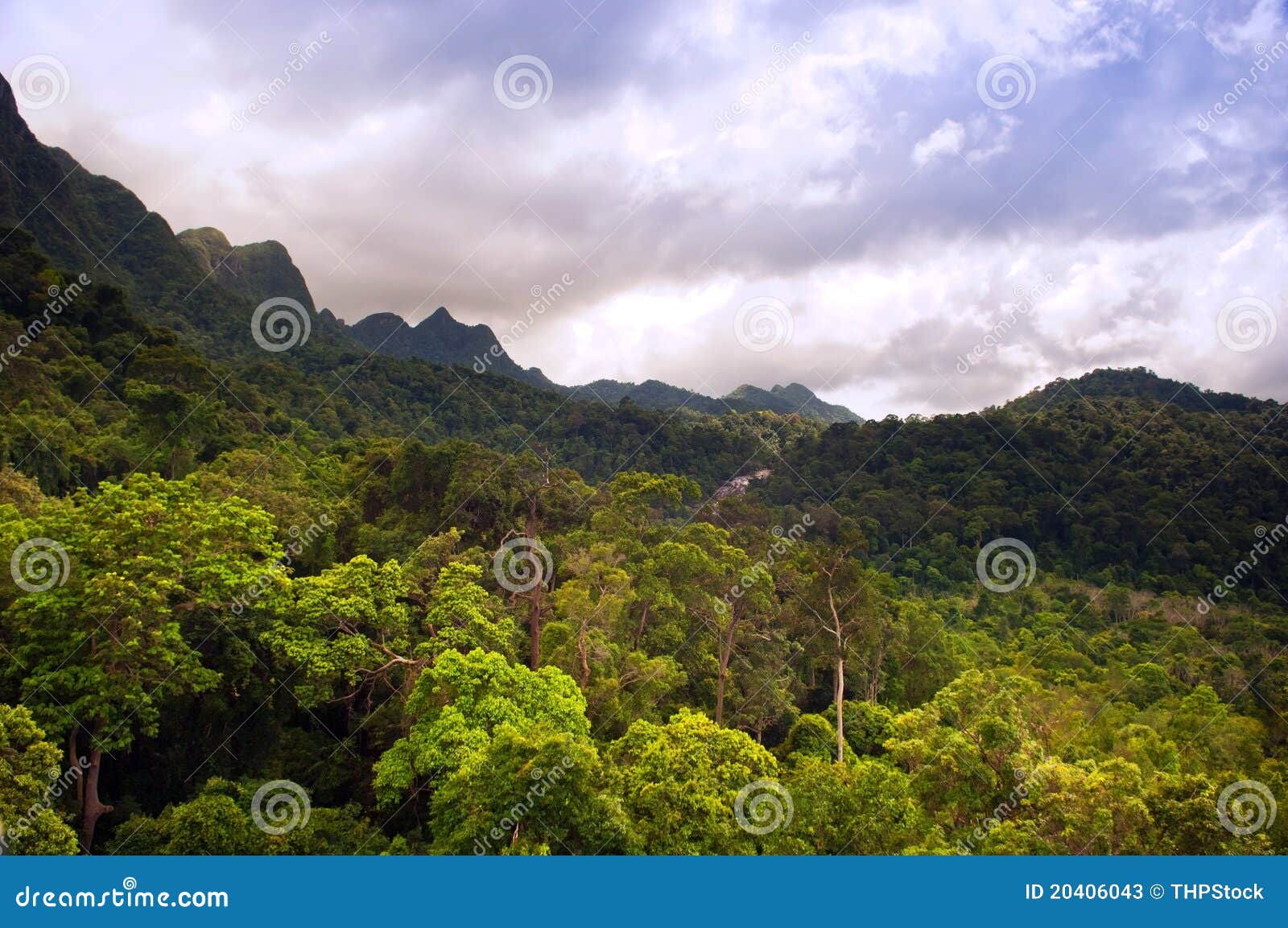 Paisaje de la selva imagen de archivo. Imagen de hoja - 20406043