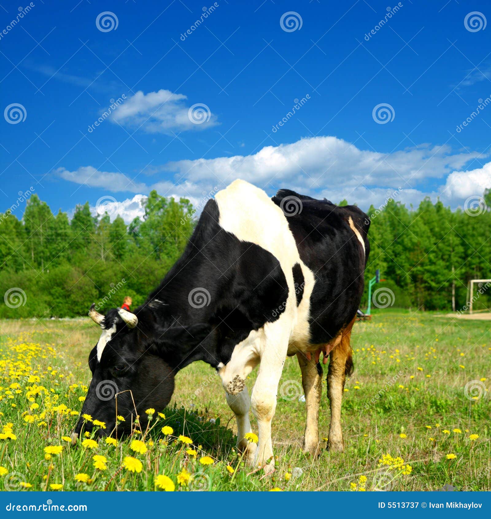 Paisaje de la vaca imagen de archivo. Imagen de aldea - 5513737