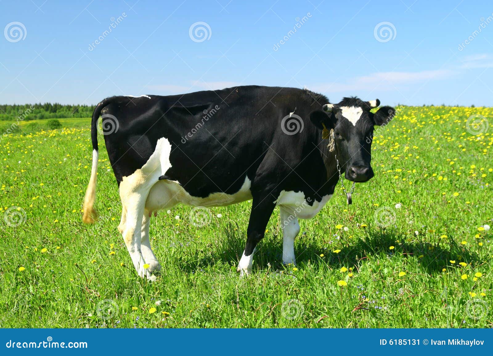 Paisaje de la vaca imagen de archivo. Imagen de agricultura - 6185131