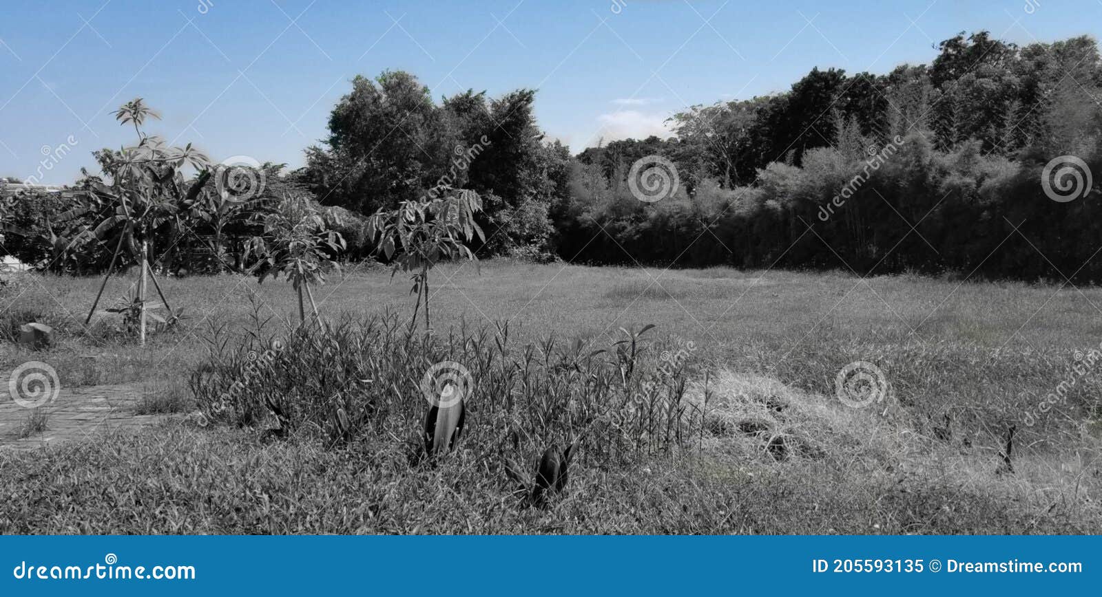 Paisaje De Pasto Blanco Y Negro Imagen de archivo - Imagen de negro ...
