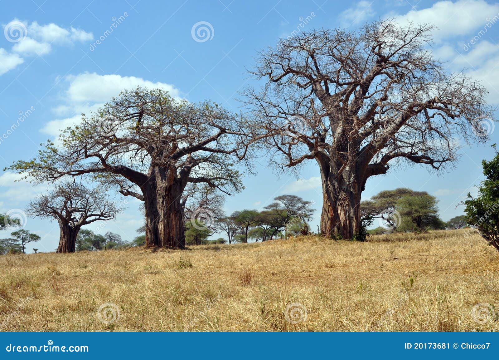Paisaje De Savana Con Los Baobabs Imagen de archivo - Imagen de viejo ...