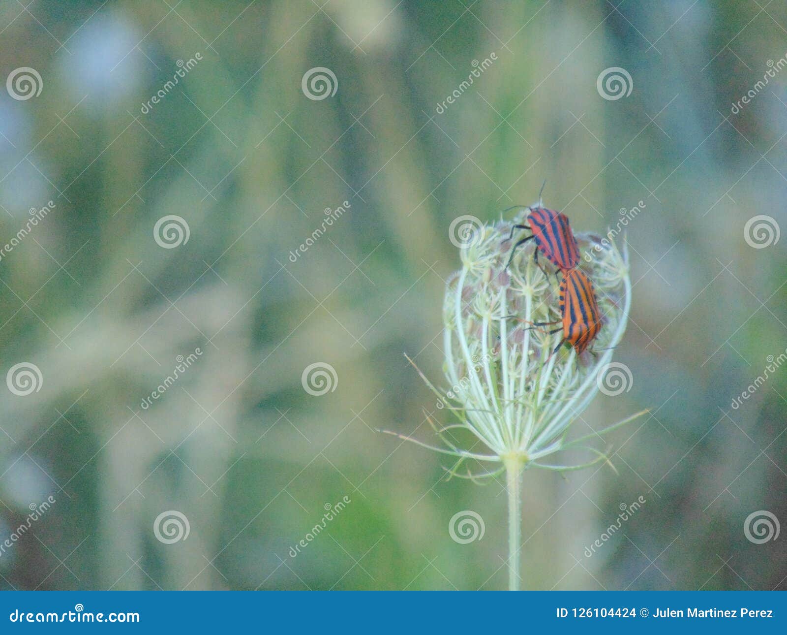 Paisaje De Un Insecto En Un Bosque Foto de archivo - Imagen de libertad ...