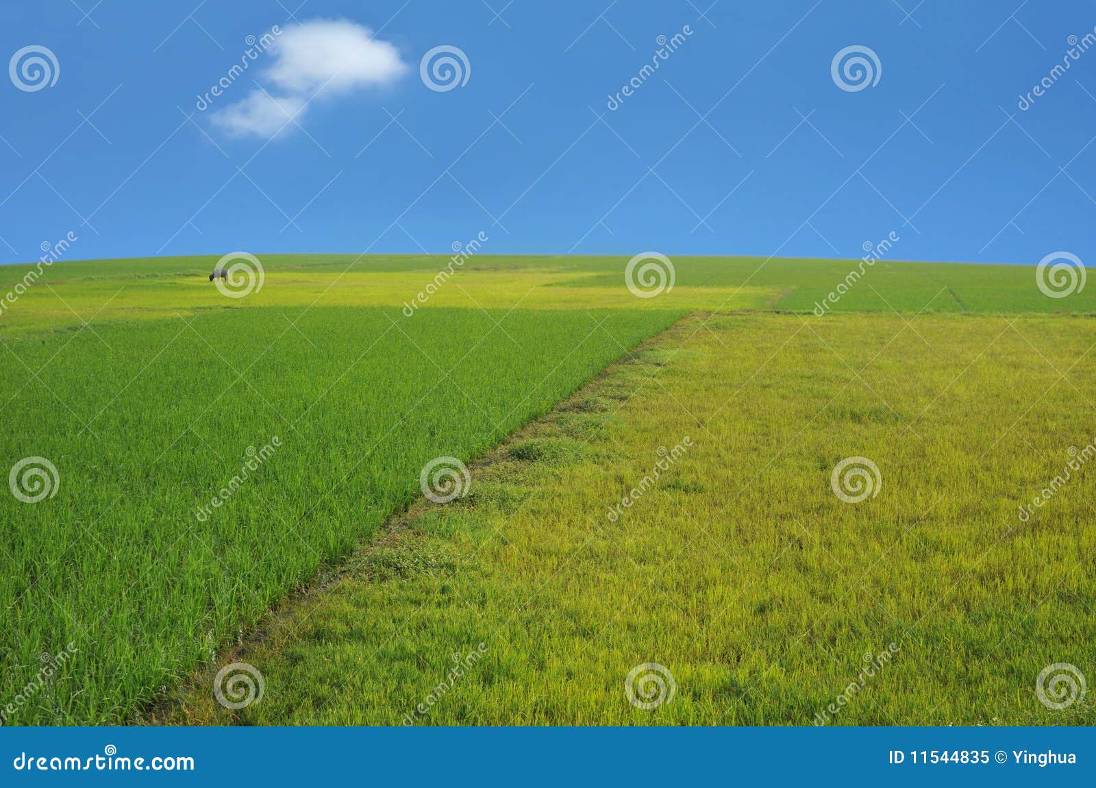 Paisaje del campo imagen de archivo. Imagen de fondo - 11544835