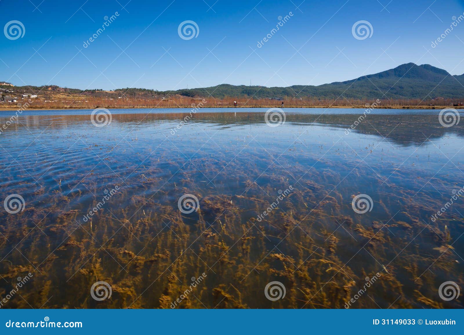 Paisaje del lago Lashi imagen de archivo. Imagen de planta - 31149033