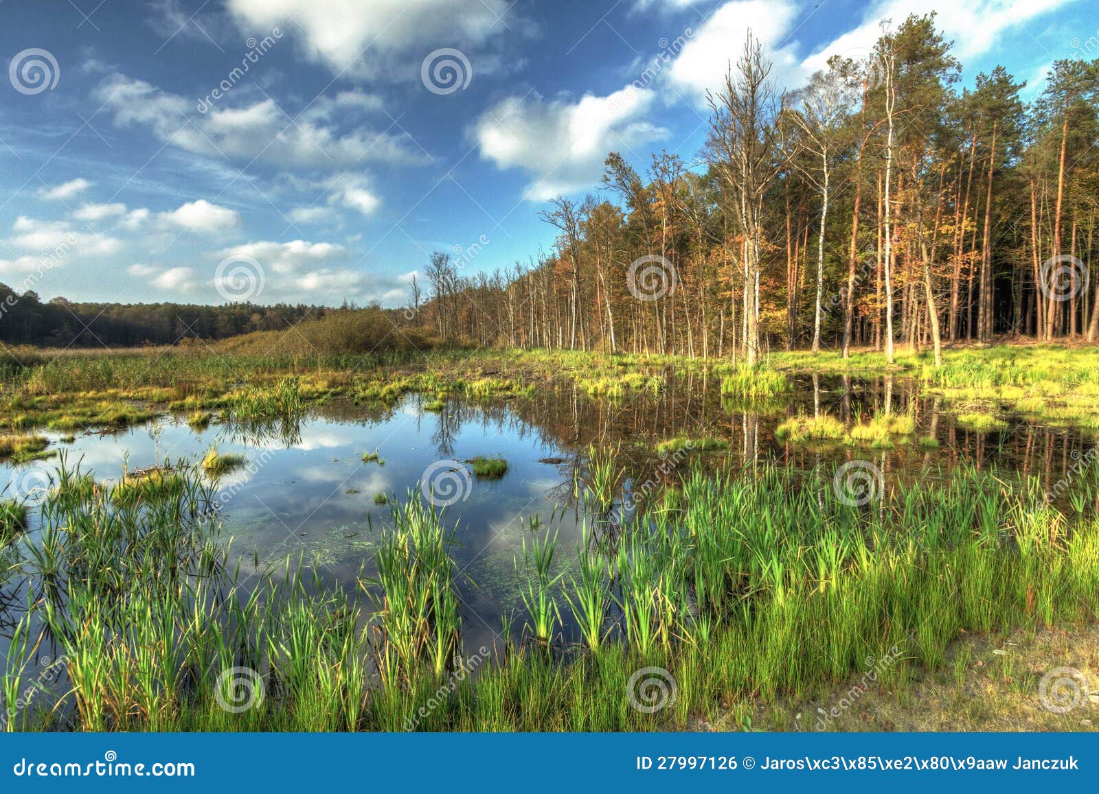 Paisaje del pantano foto de archivo. Imagen de humedal - 27997126