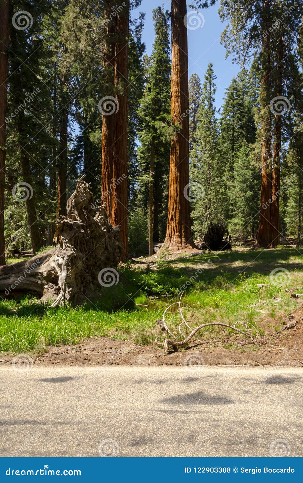 Paisaje En Parque Nacional De Secoya Foto de archivo - Imagen de unido ...