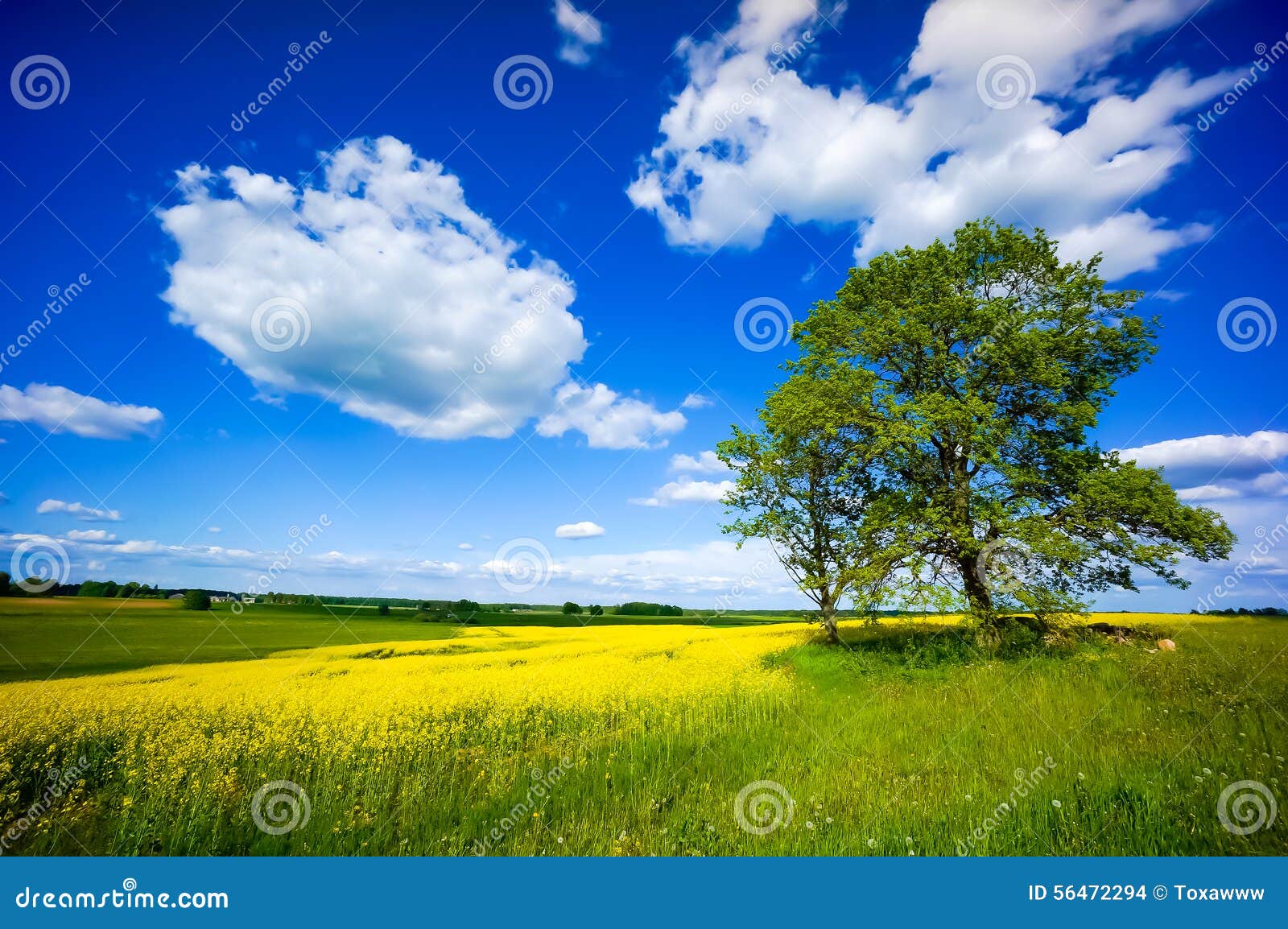 Paisaje hermoso del verano foto de archivo. Imagen de granja - 56472294
