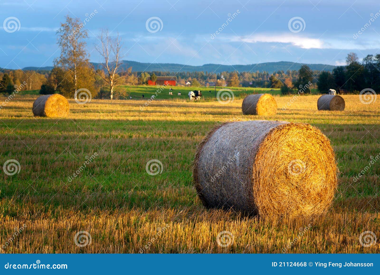 Paisaje rural foto de archivo. Imagen de granja, trigo - 21124668