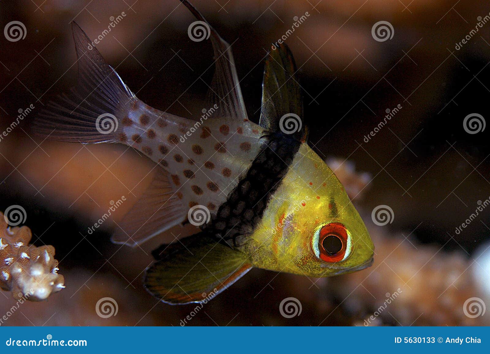 Pajama cardinal fish stock image. Image of orange, reef - 5630133