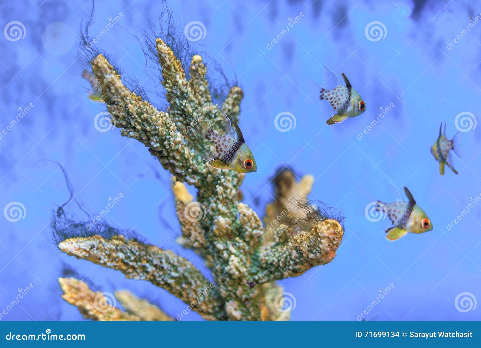 Pajama cardinal fish stock photo. Image of coral, sphaeramia - 71699134