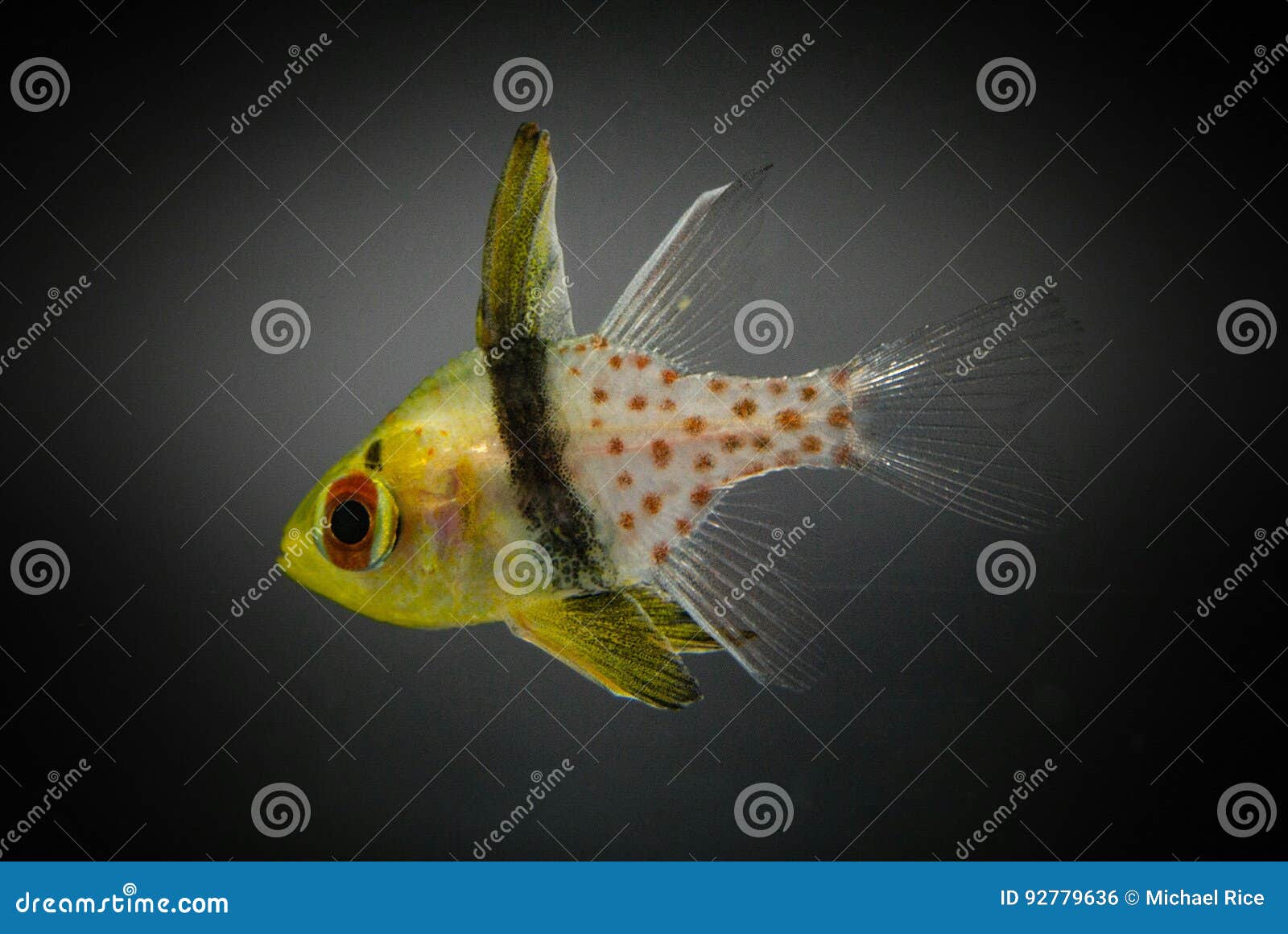 Pajama cardinal fish stock photo. Image of closeup, wild - 92779636