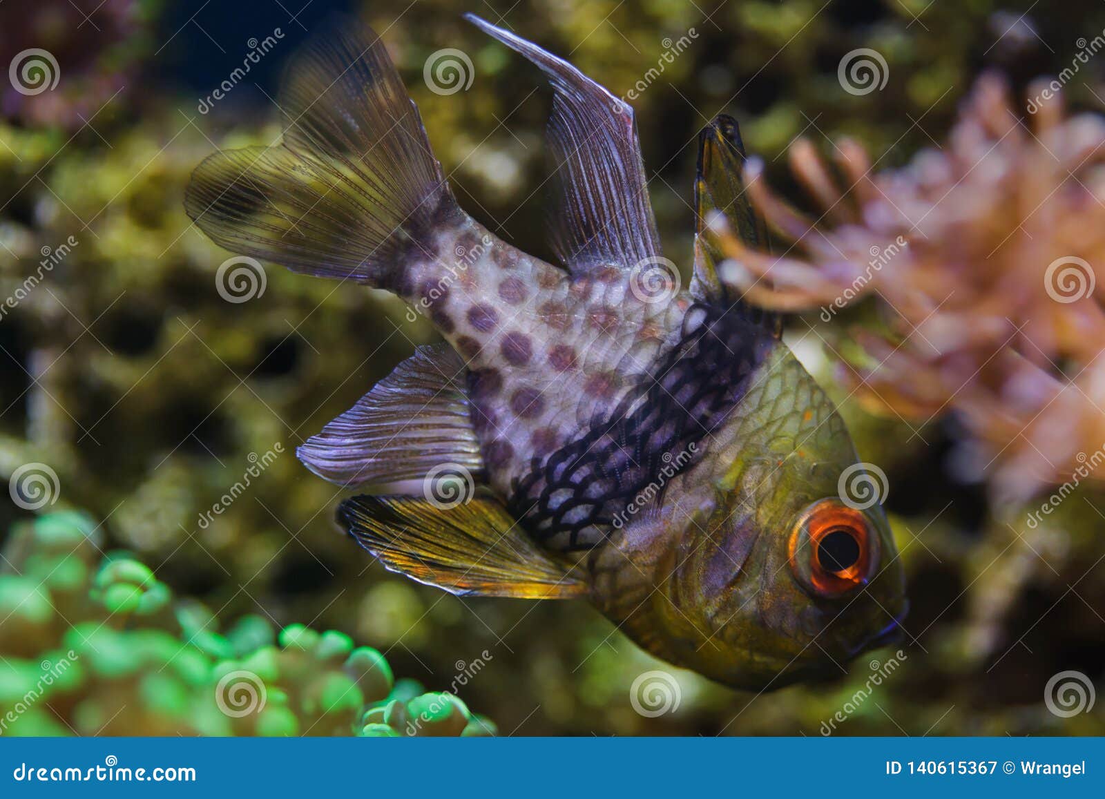 Pajama Cardinalfish Sphaeramia Nematoptera Stock Image - Image of ...