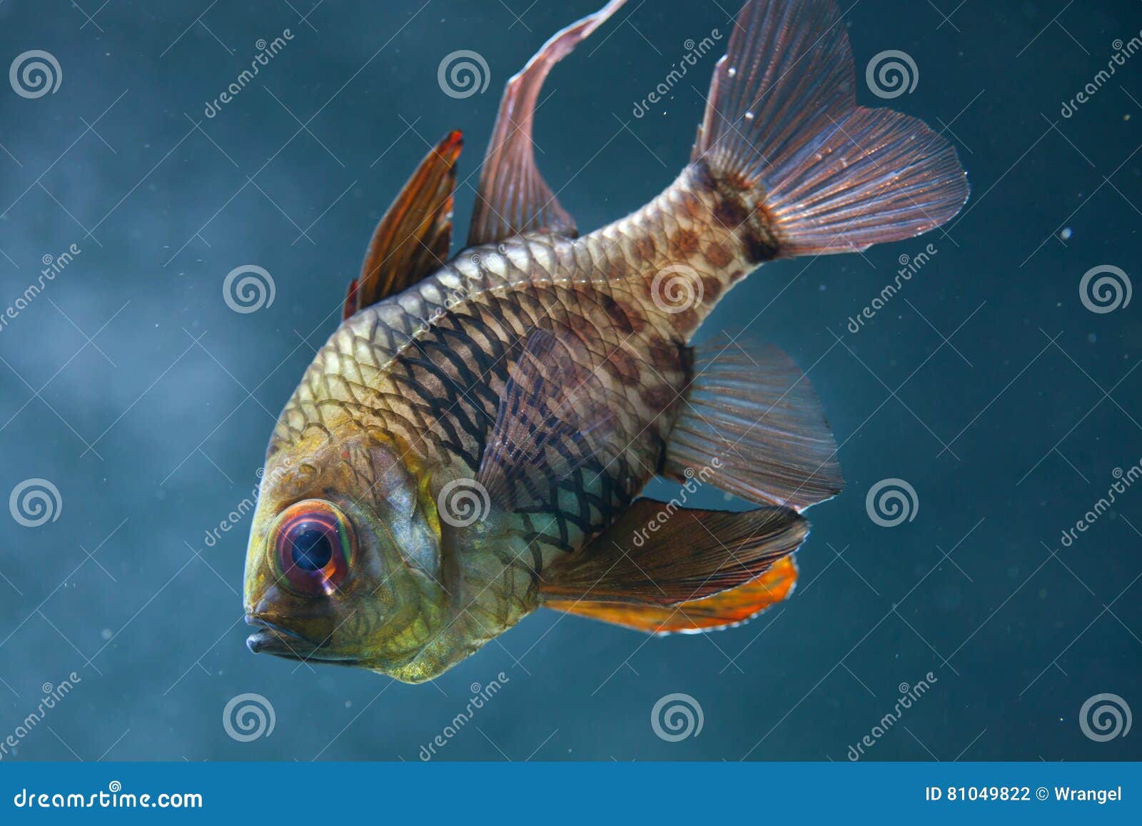 Pajama Cardinalfish Sphaeramia Nematoptera Stock Photo - Image of ...