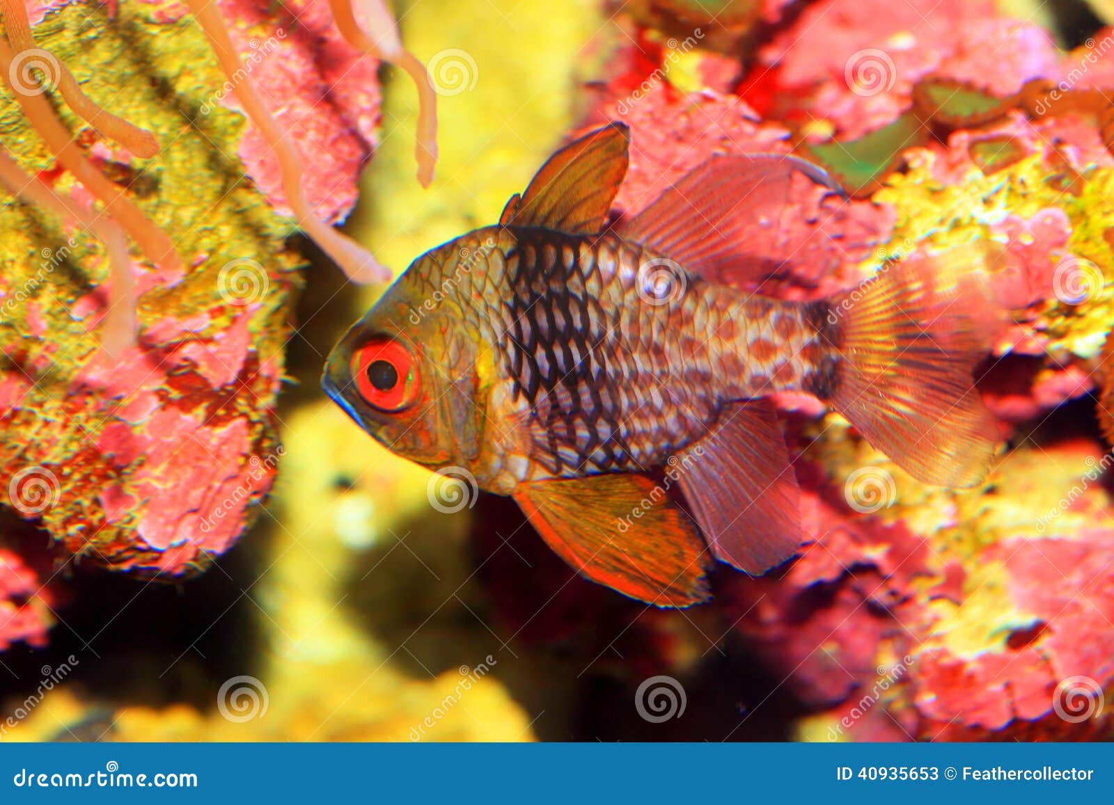 Pajama cardinalfish stock image. Image of exotic, fish - 40935653