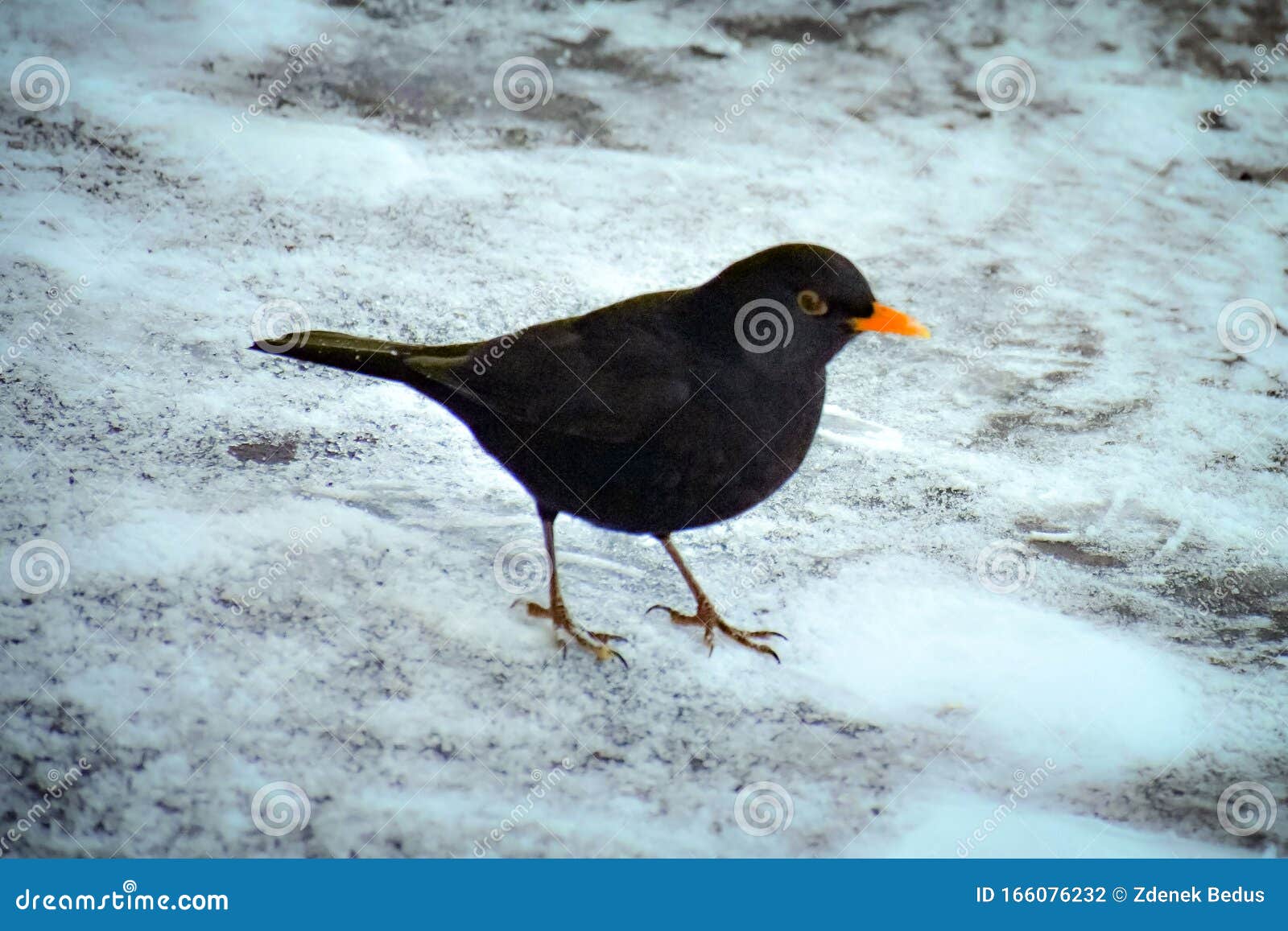 Pajarito Negro Con Pico Naranja Foto de archivo - Imagen de mirlo ...