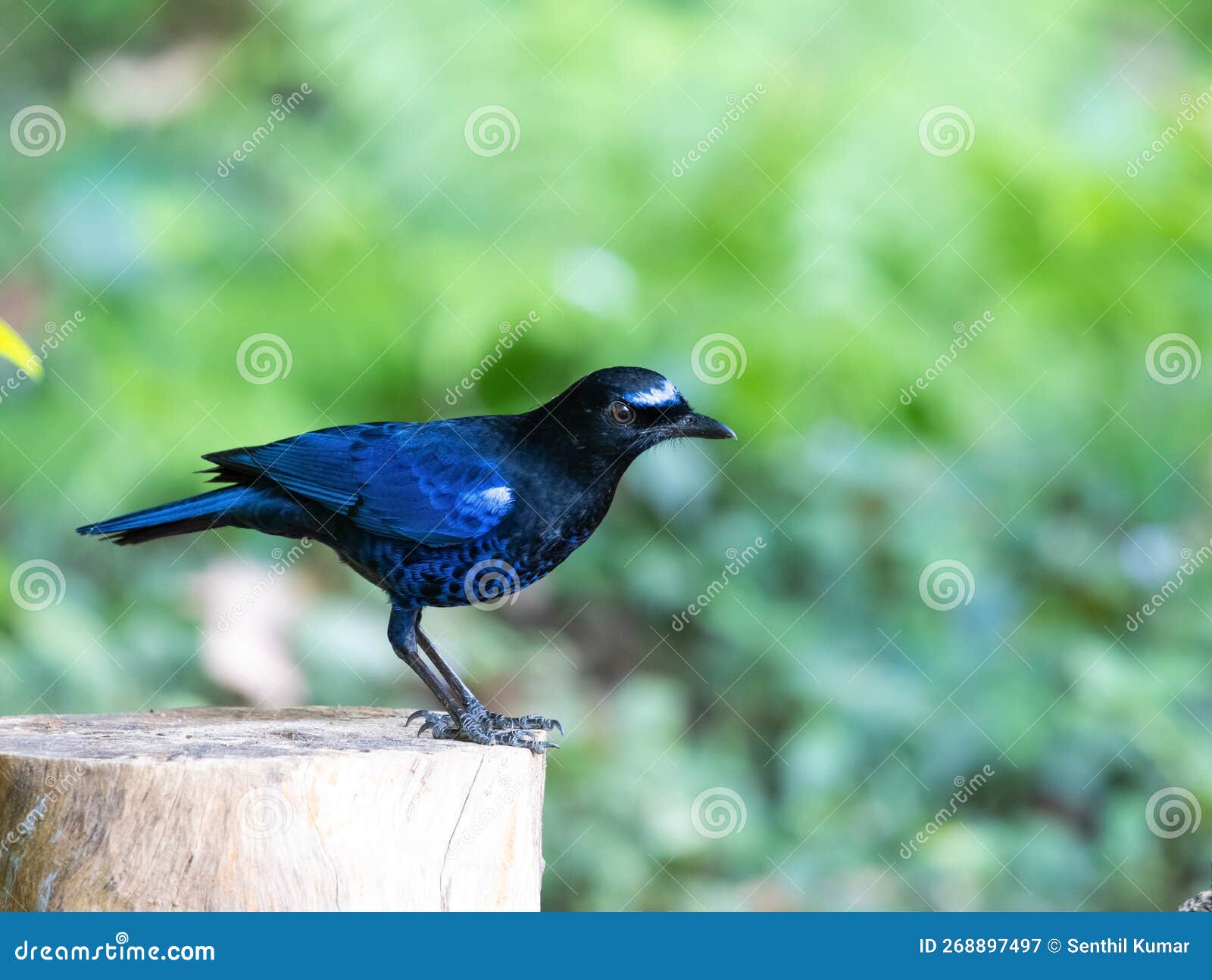 Pajarito imagen de archivo. Imagen de travieso, animal - 268897497