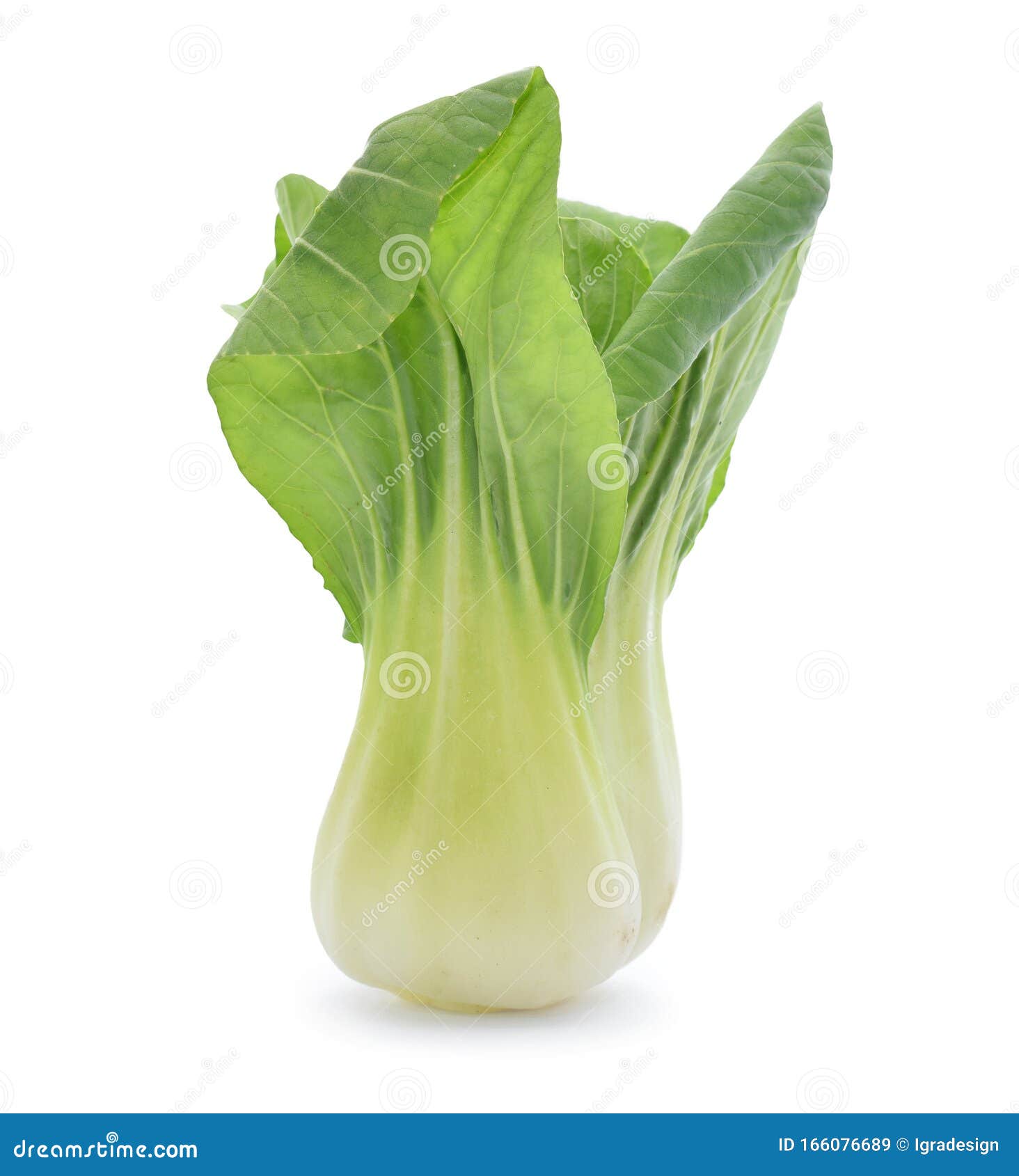 Pak Choi Green Vegetable Isolated on White Stock Image - Image of diet ...