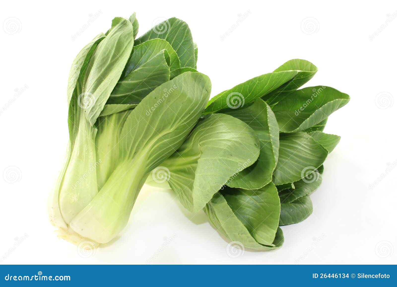 Pak choi stock photo. Image of kitchen, leaf, choy, vegetables - 26446134