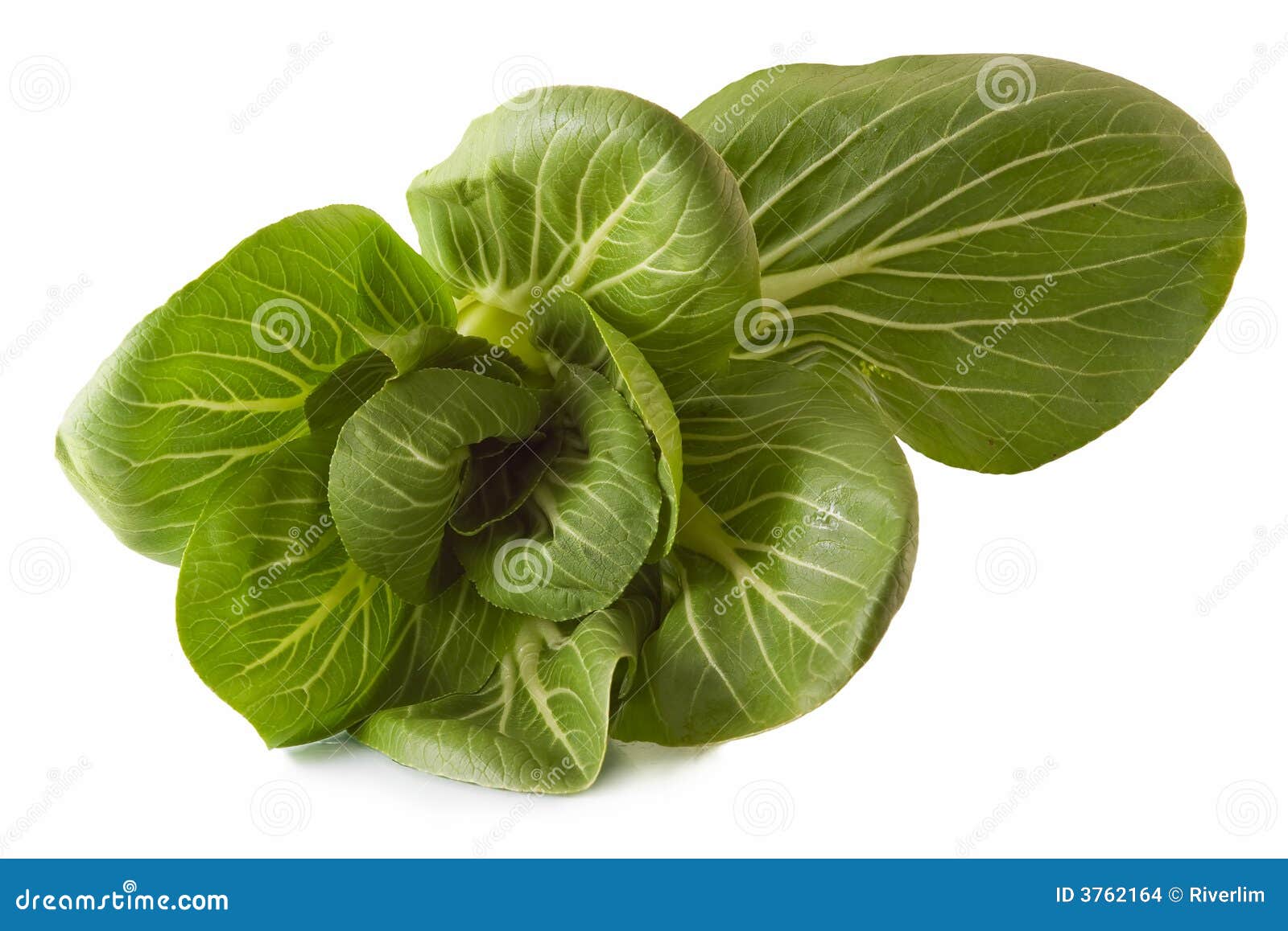 Pak Choi Canton White Stock Photos - Free & Royalty-Free Stock Photos ...