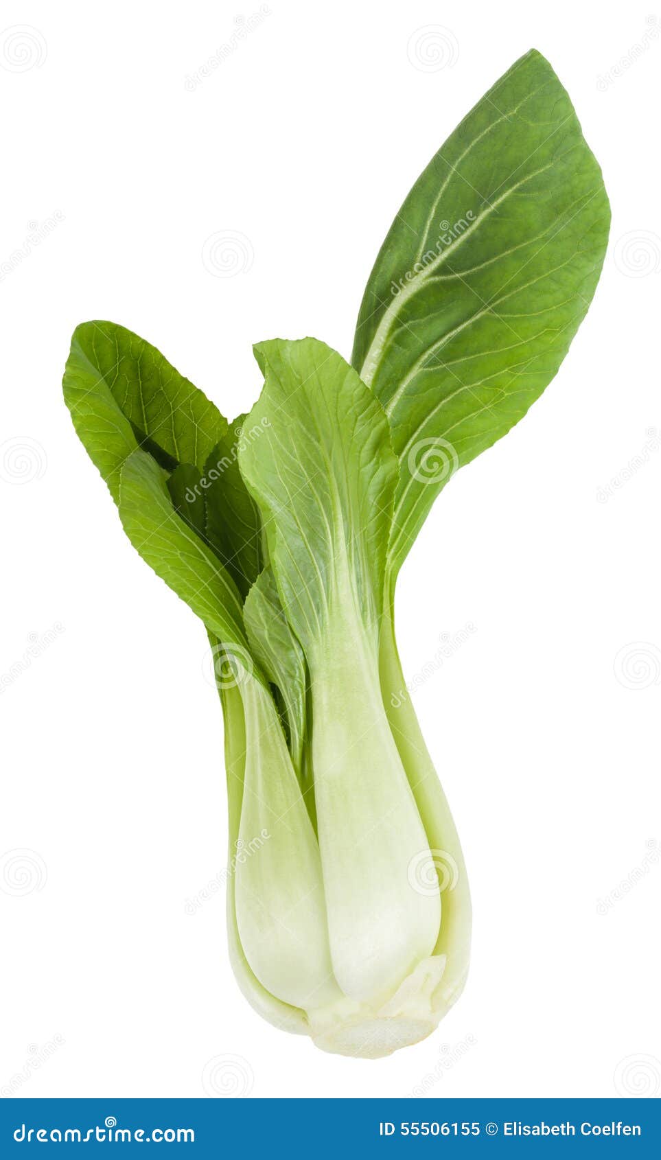 Pak Choi stock image. Image of view, vegetables, nutrition - 55506155