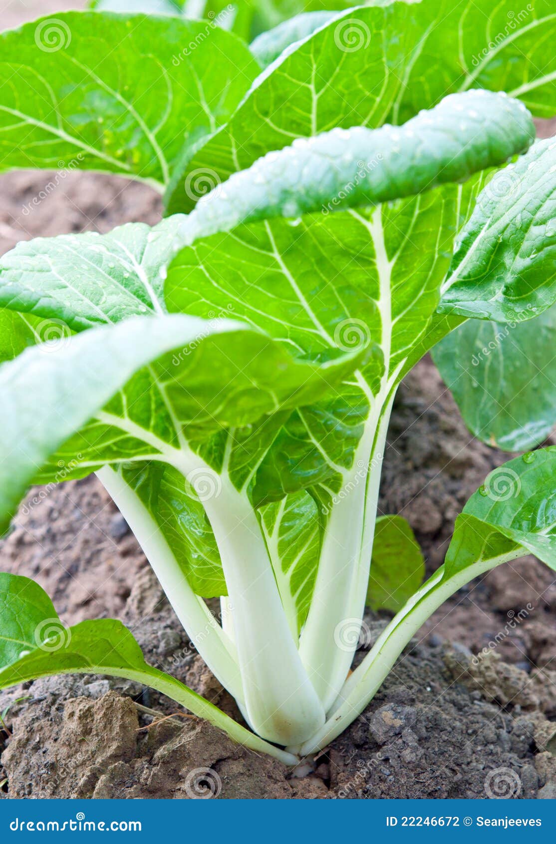 Pak Choi plant stock photo. Image of pechay, chinese - 22246672