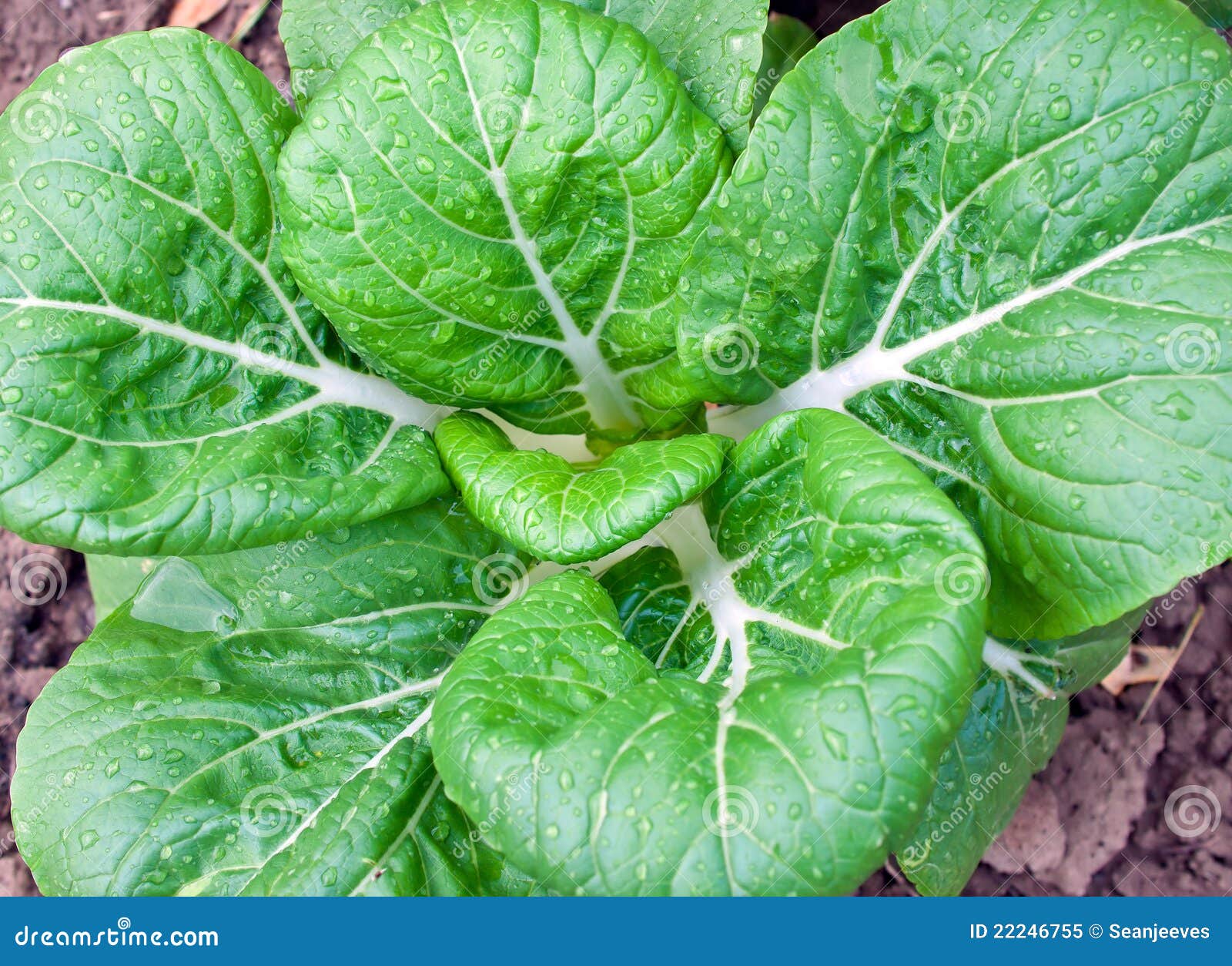 Pechay Plant Clipart