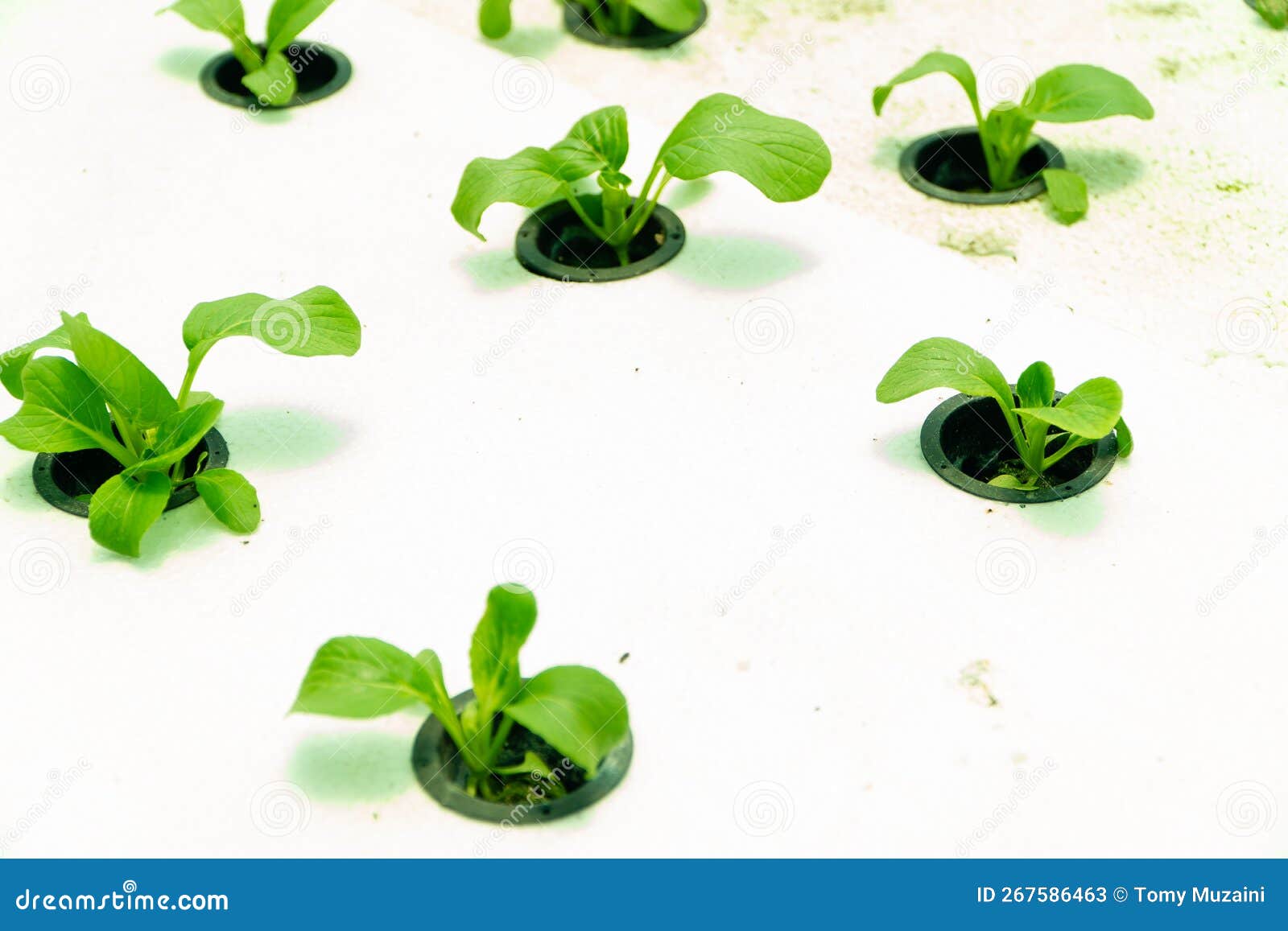 Pak Choi Planted by Hydroponic System Stock Image - Image of hydropo ...