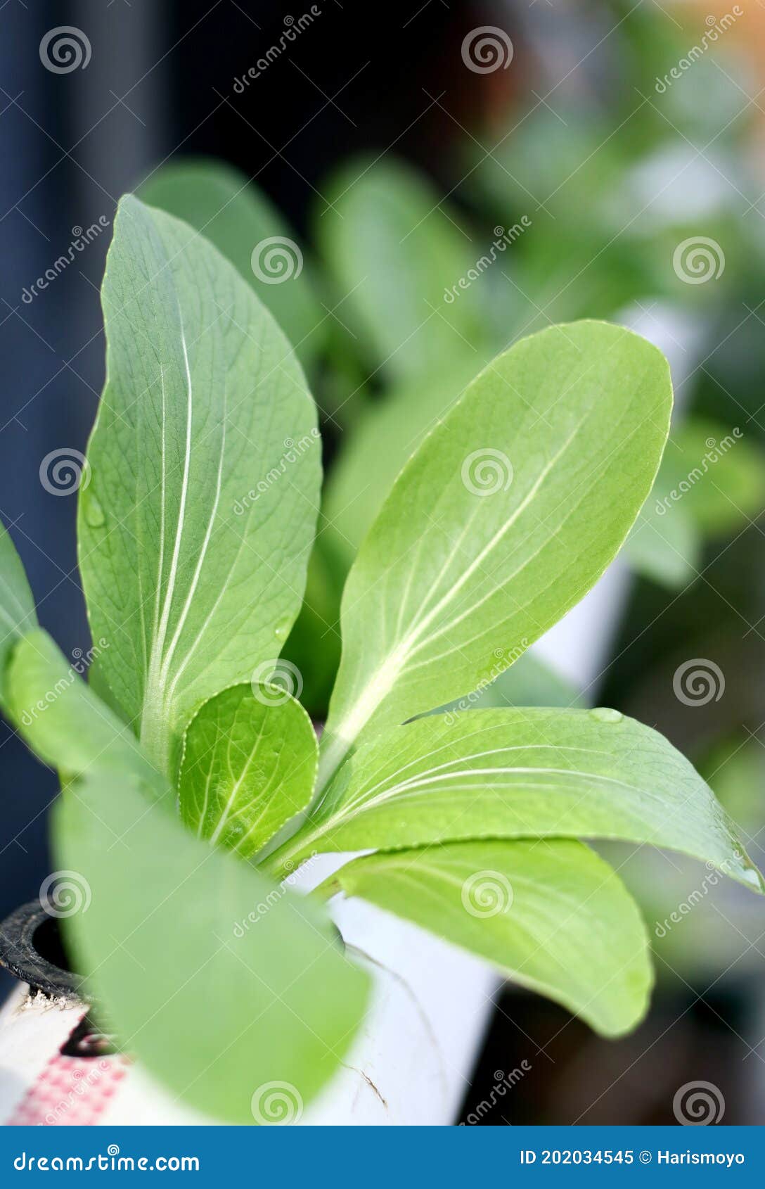 Pak Choi Plants stock image. Image of branch, summer - 202034545