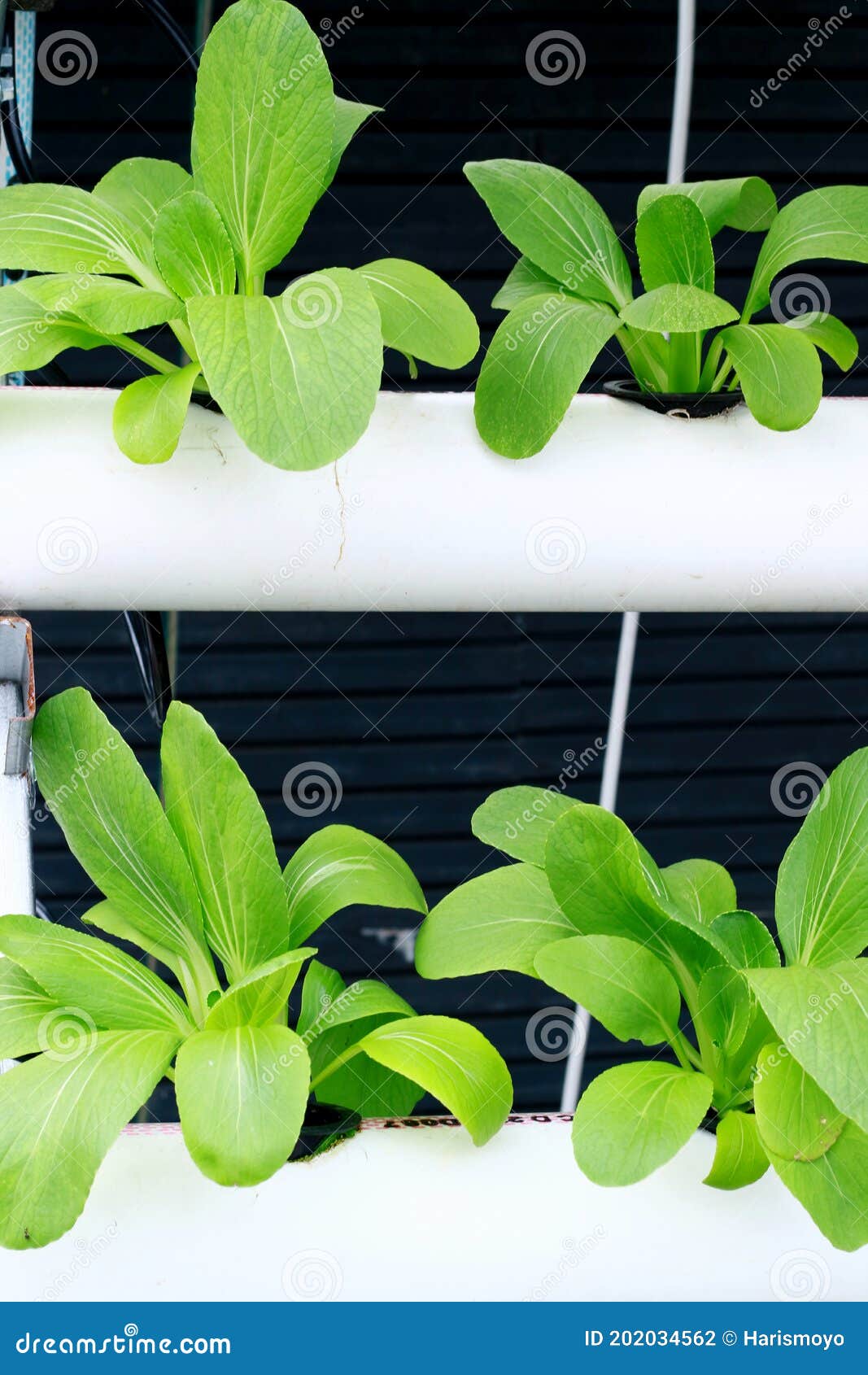 Pak Choi Plants stock photo. Image of spring, subsp - 202034562