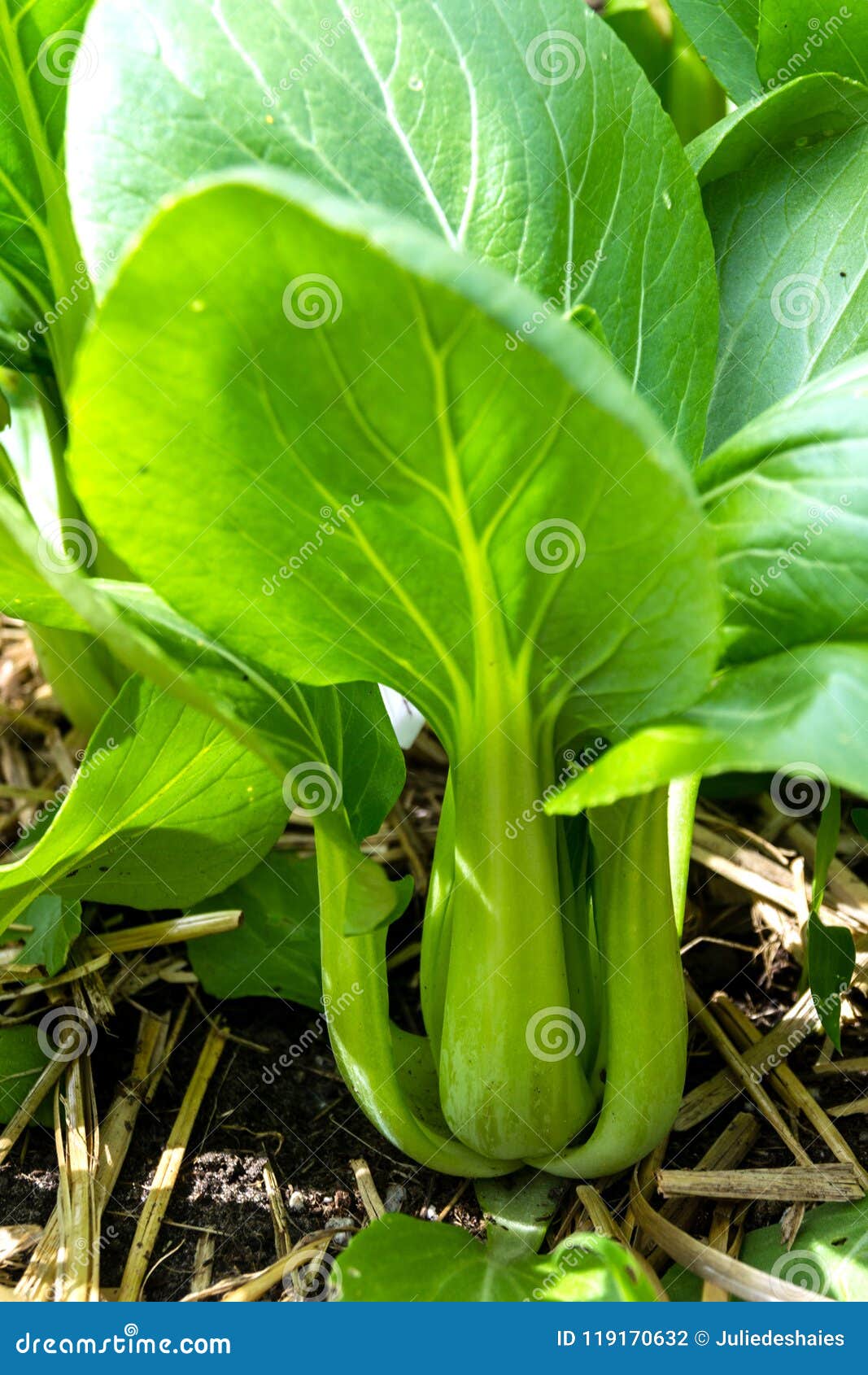 Pak choy cabbage growing stock photo. Image of countryside - 119170632