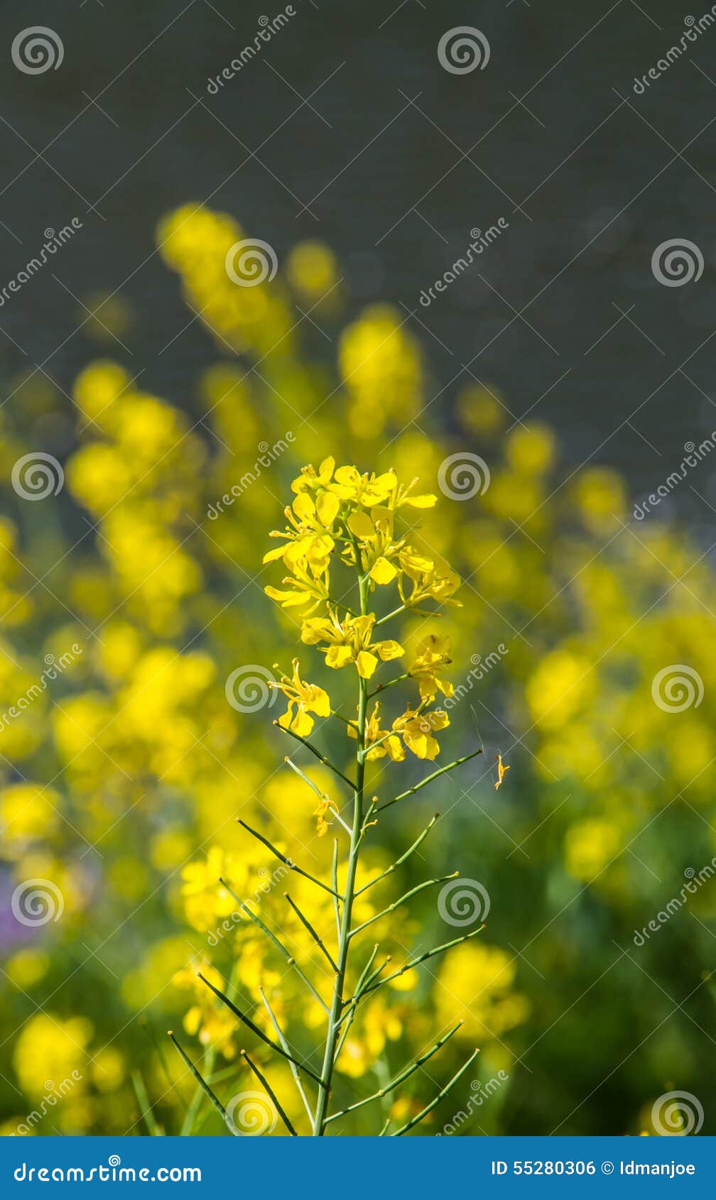 Pak choy flower stock photo. Image of close, healthy - 55280306