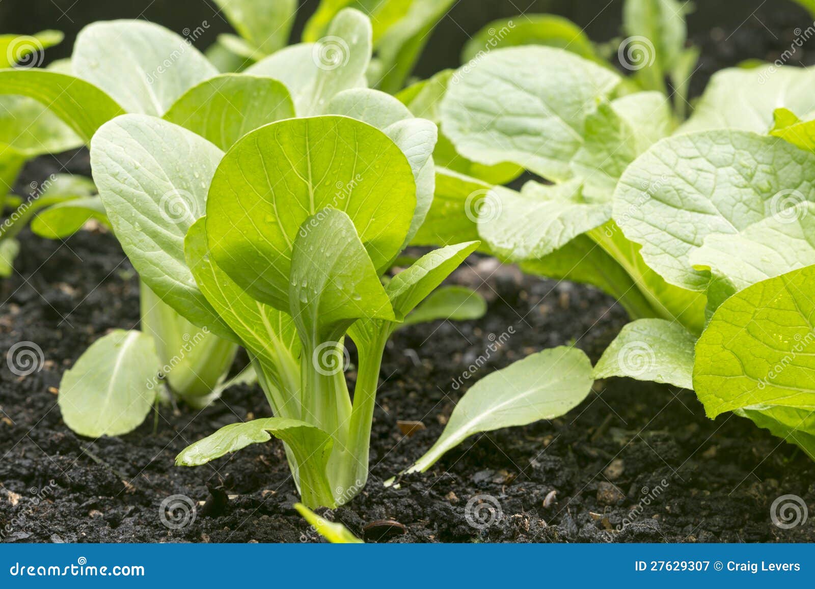 Pak Choy in organic garden stock image. Image of growth - 27629307