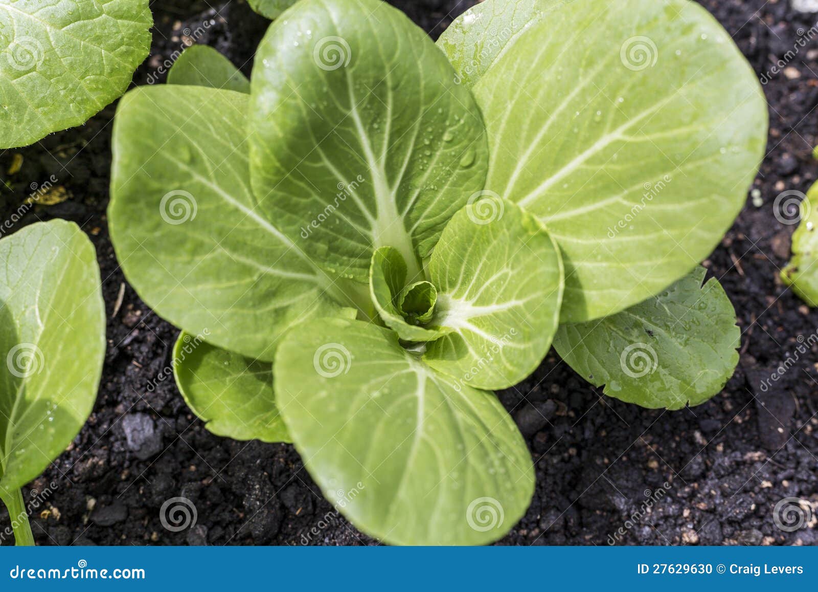Pak Choy in organic garden stock photo. Image of plant - 27629630