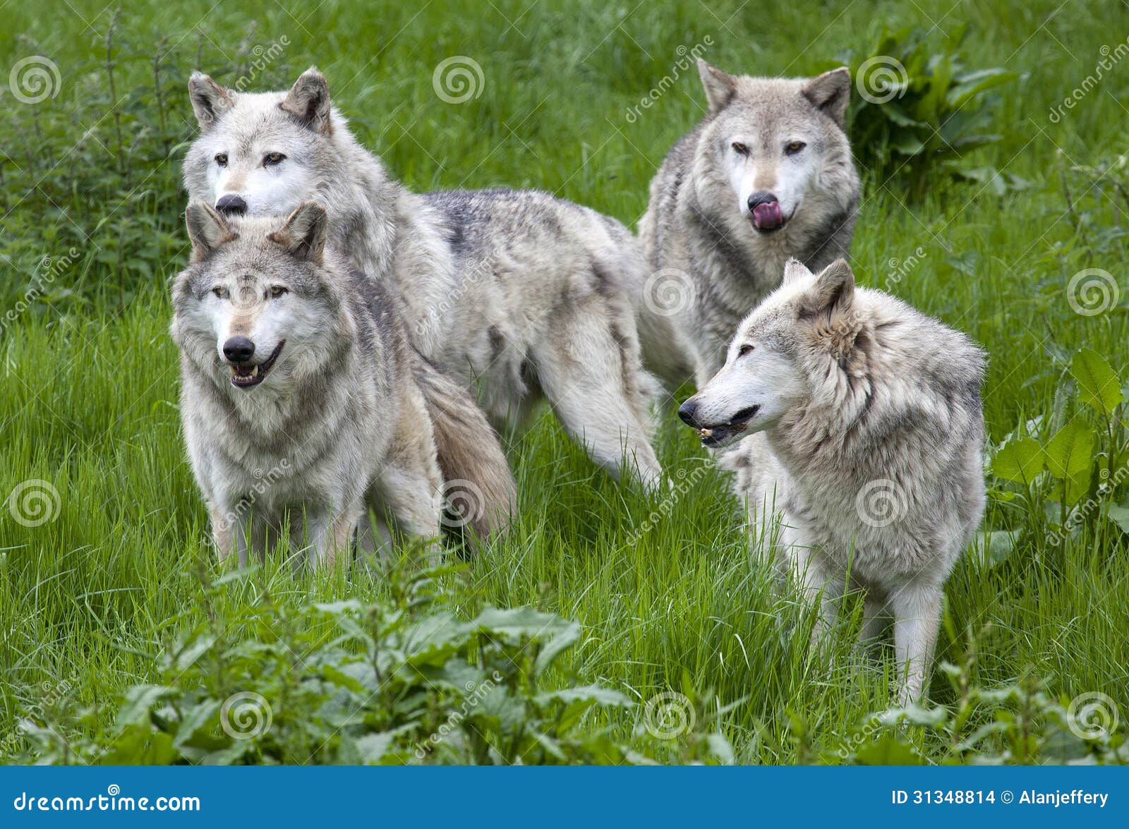 Pak Van Vier Europees Grey Wolves Stock Foto - Image of zoogdier ...