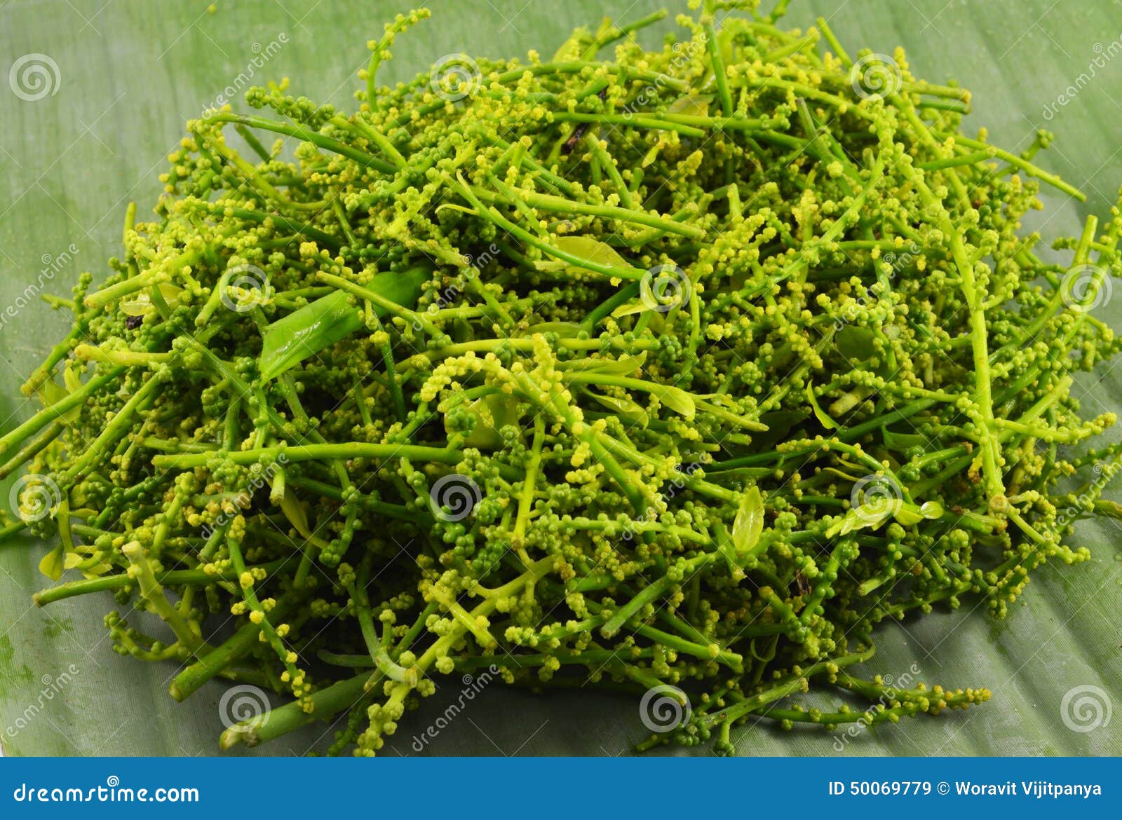 Pak-wan Tree(Melientha Suavis Pierre) Stock Image - Image of vegetables ...