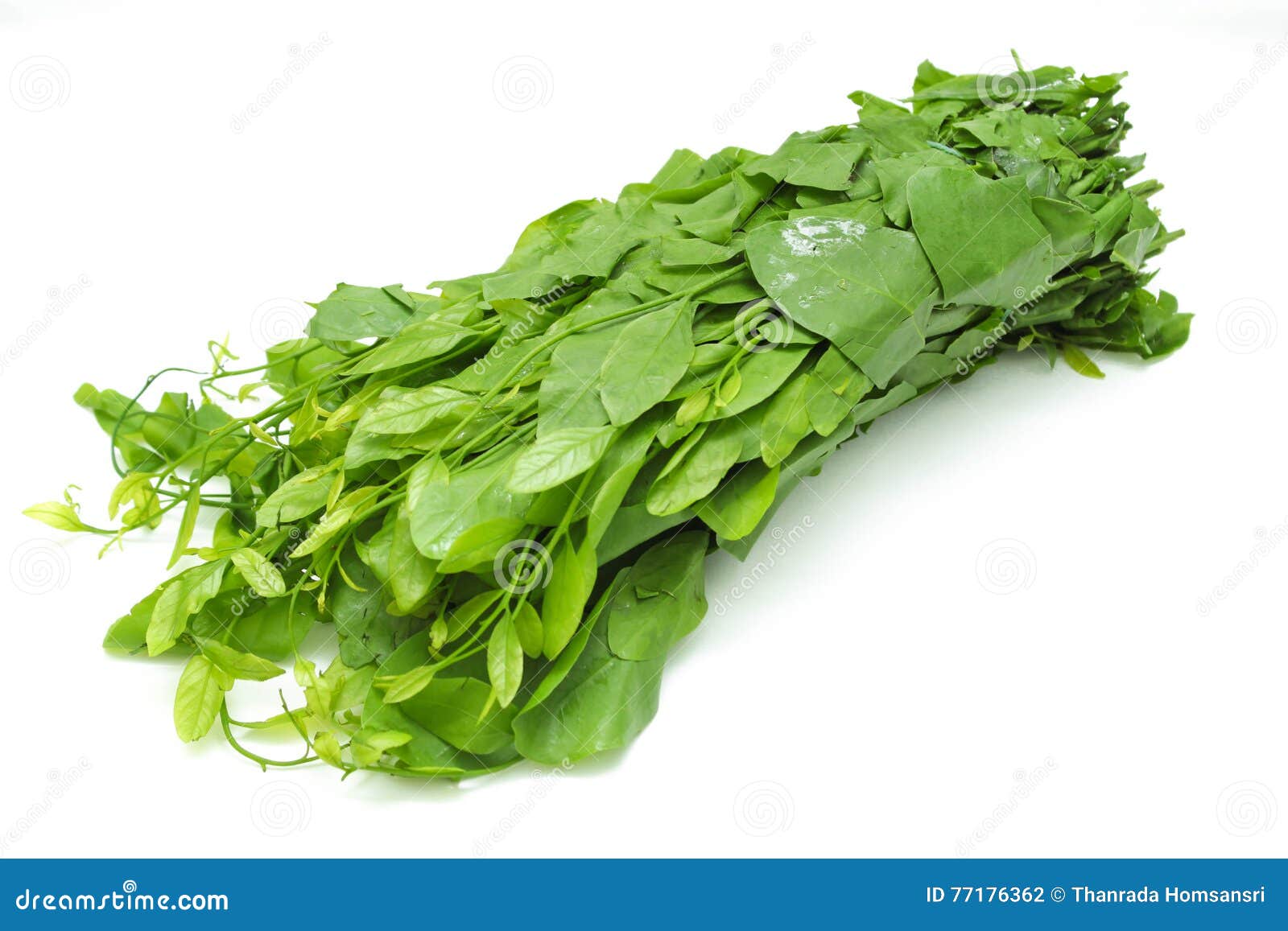 Pak-wan Tree, Thai Vegetable Stock Photo - Image of harvest ...