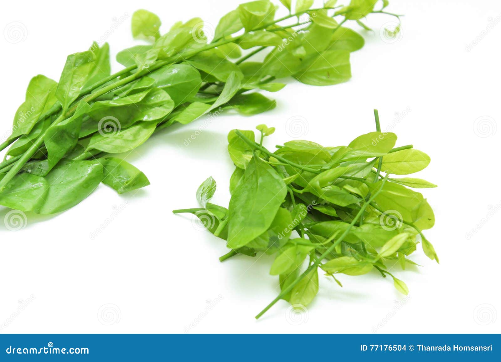 Pak-wan Tree, Thai Vegetable Stock Photo - Image of horticulture ...